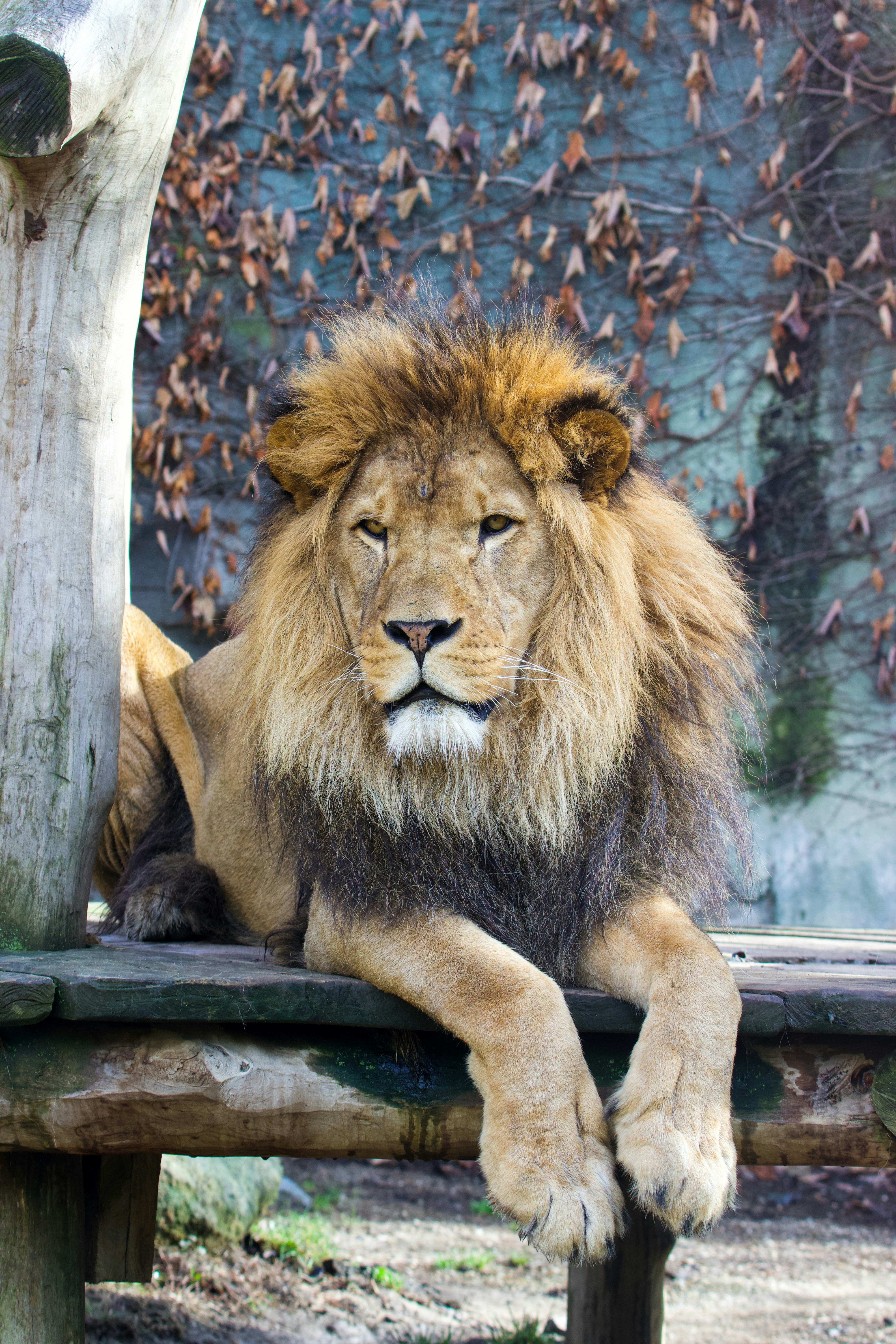Regal Guardian: The Lion Reposes on a Woodland Altar