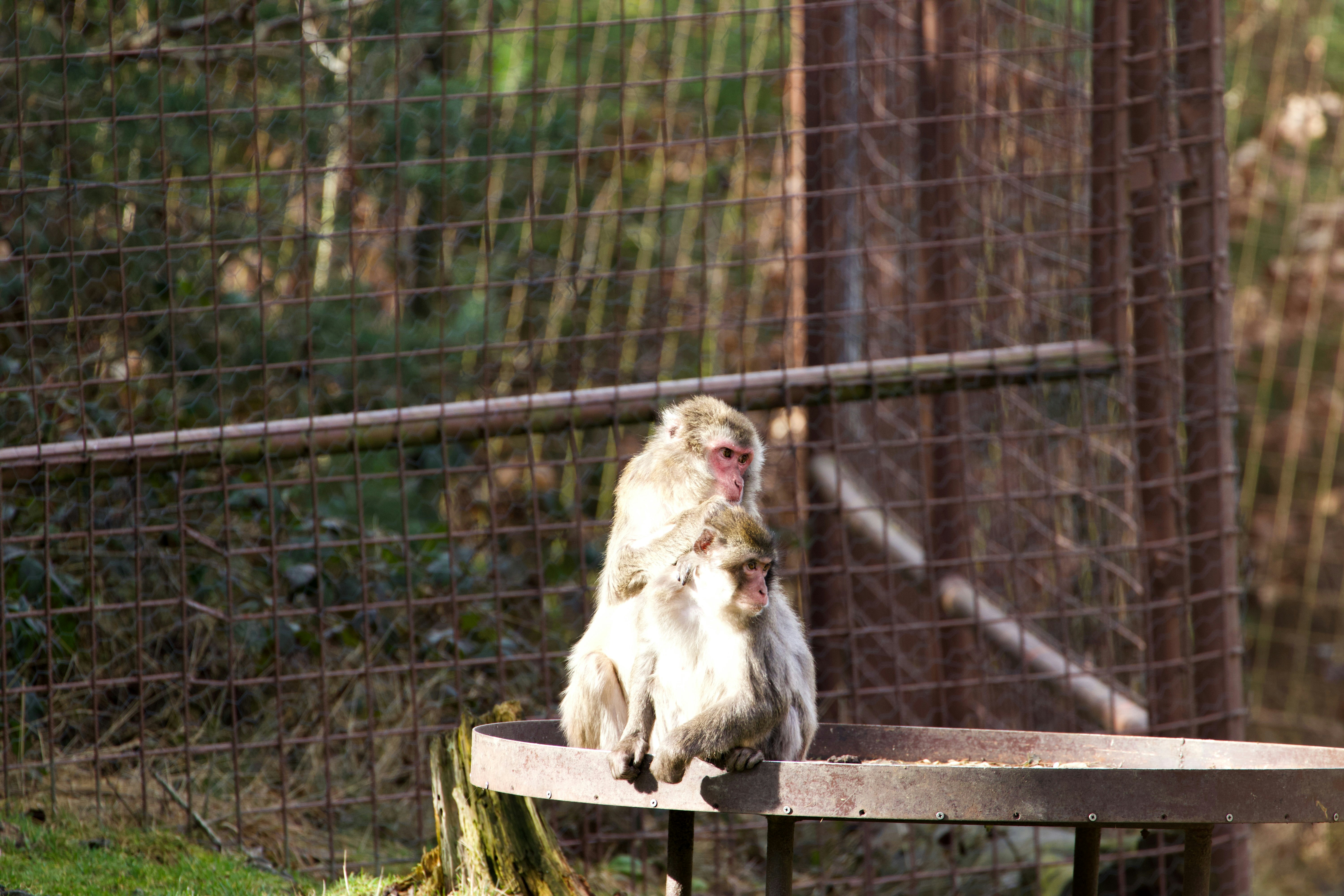 Bond on a Weathered Platform: A Mother Monkey with Her Infant in a Fenced Enclosure