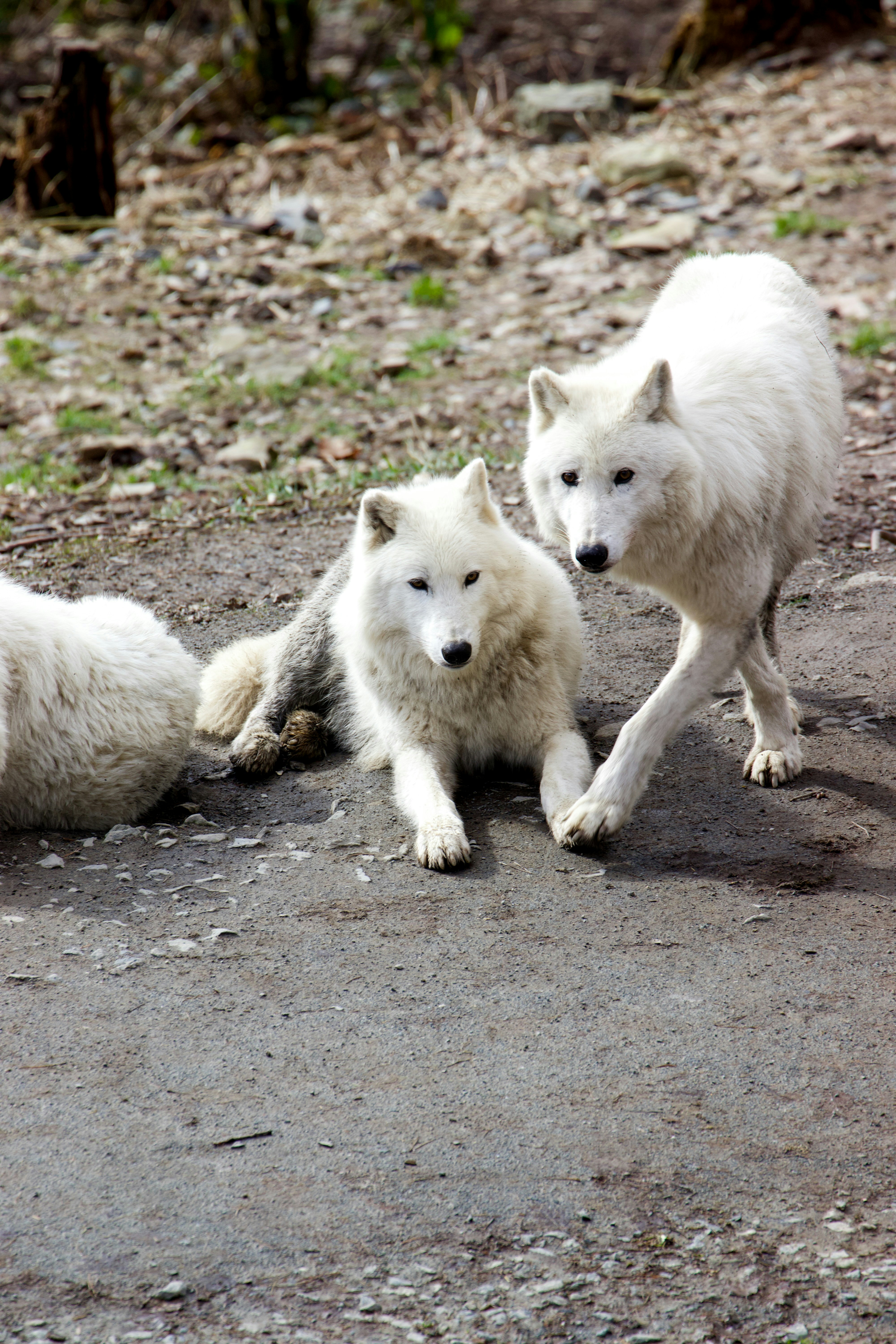 Dos lobos blancos y un bebé lobo blanco en el suelo foto – Imagen de ...