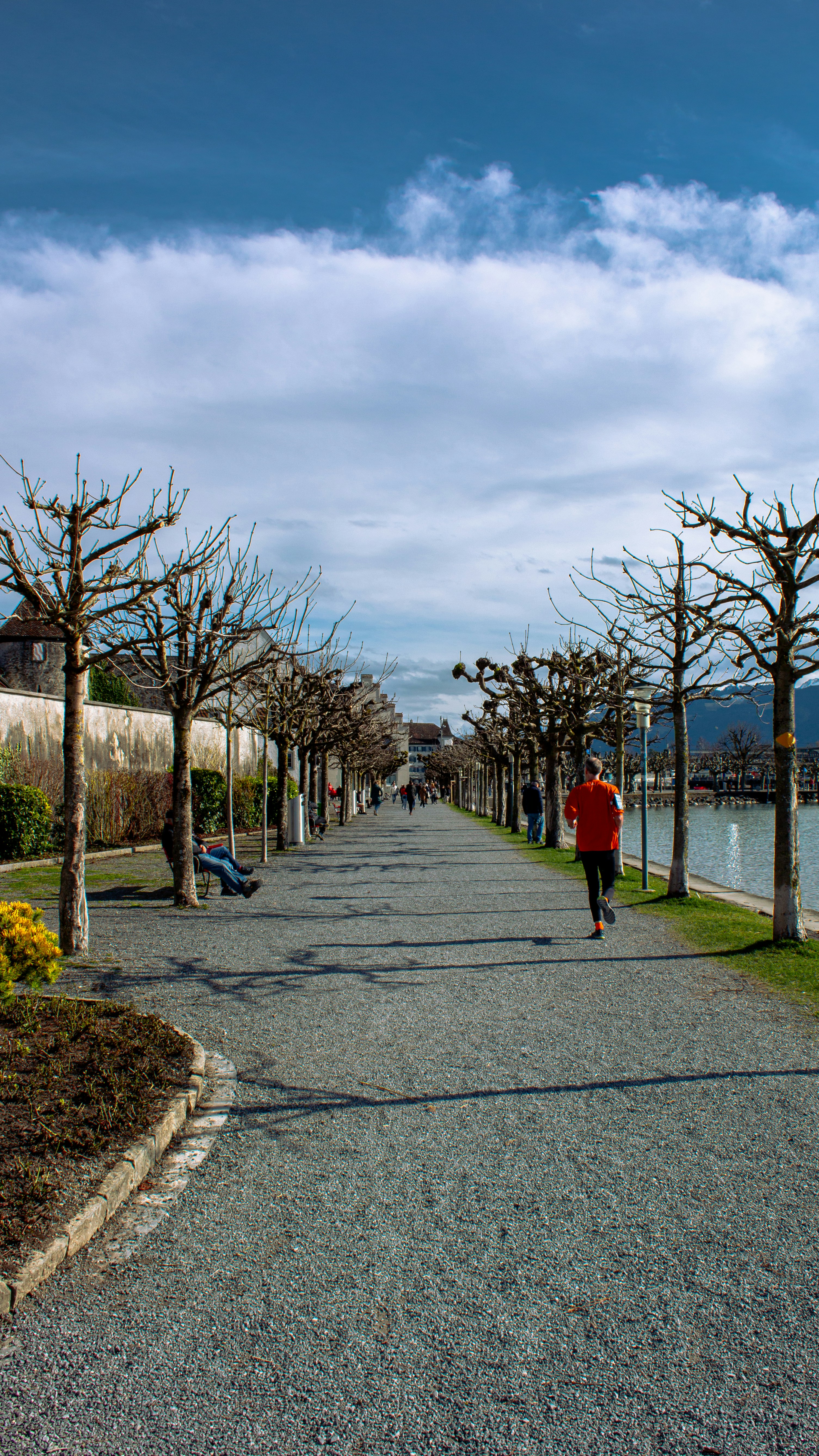 Lakeside Run: An Orange Runner in a Linden-Tree Corridor