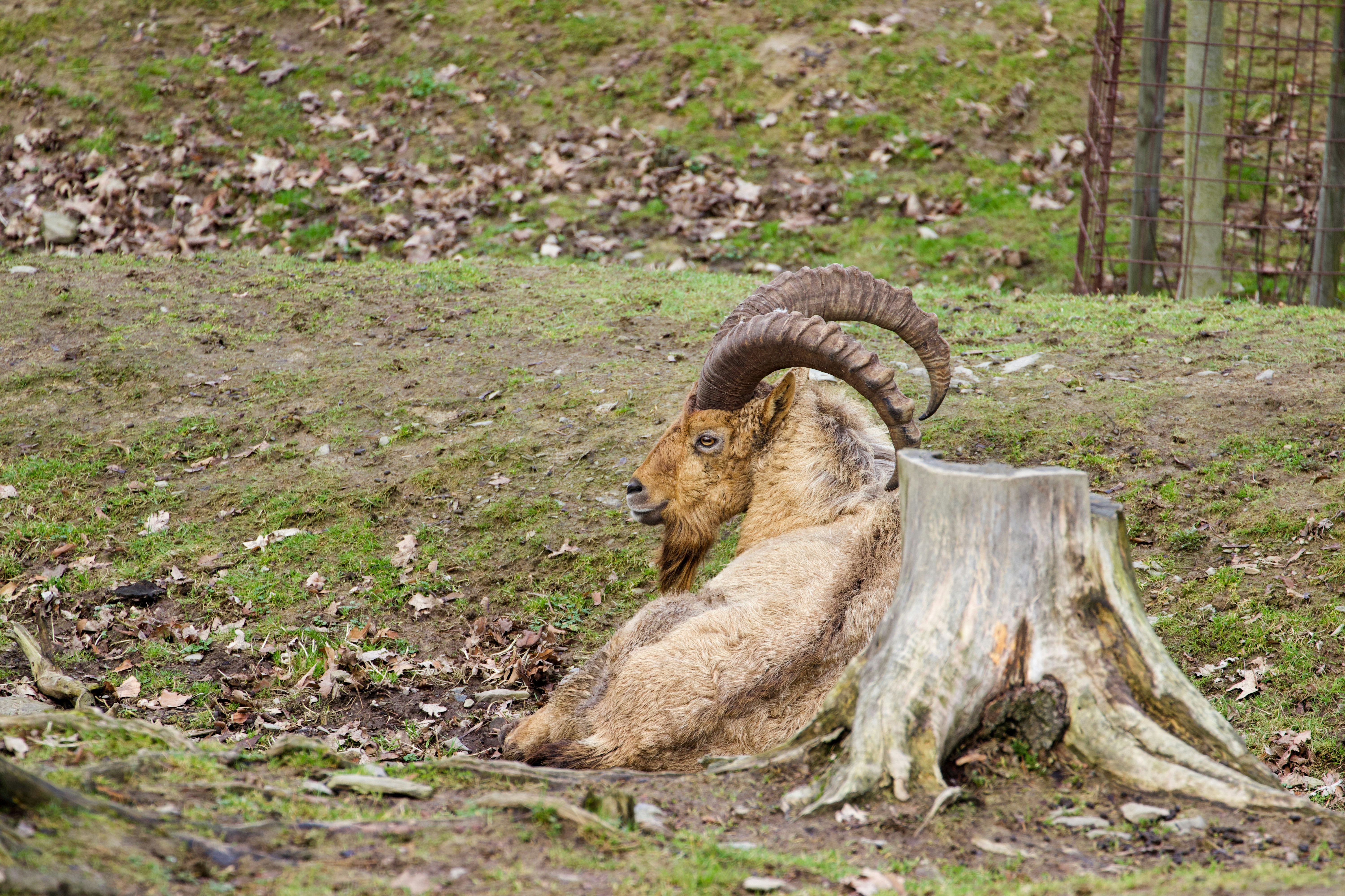 Ram Repose by a Weathered Stump in a Quiet Woodland