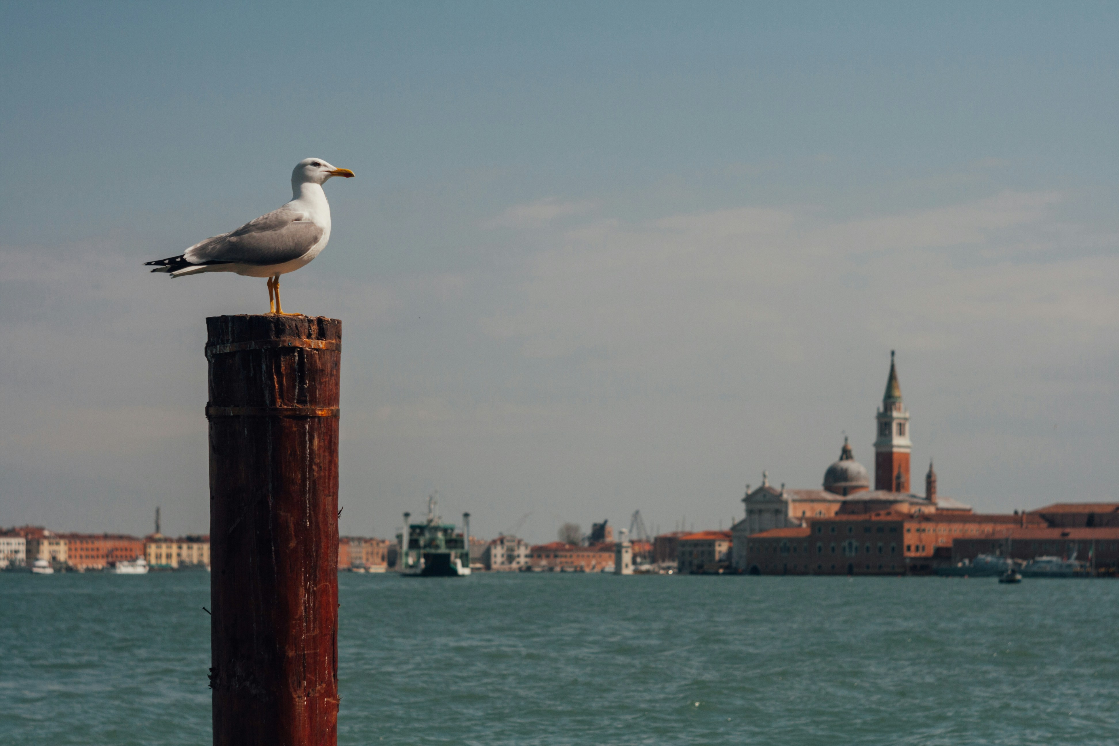 Lone Gull on a Weathered Post: Venice’s Lagoon Watcher