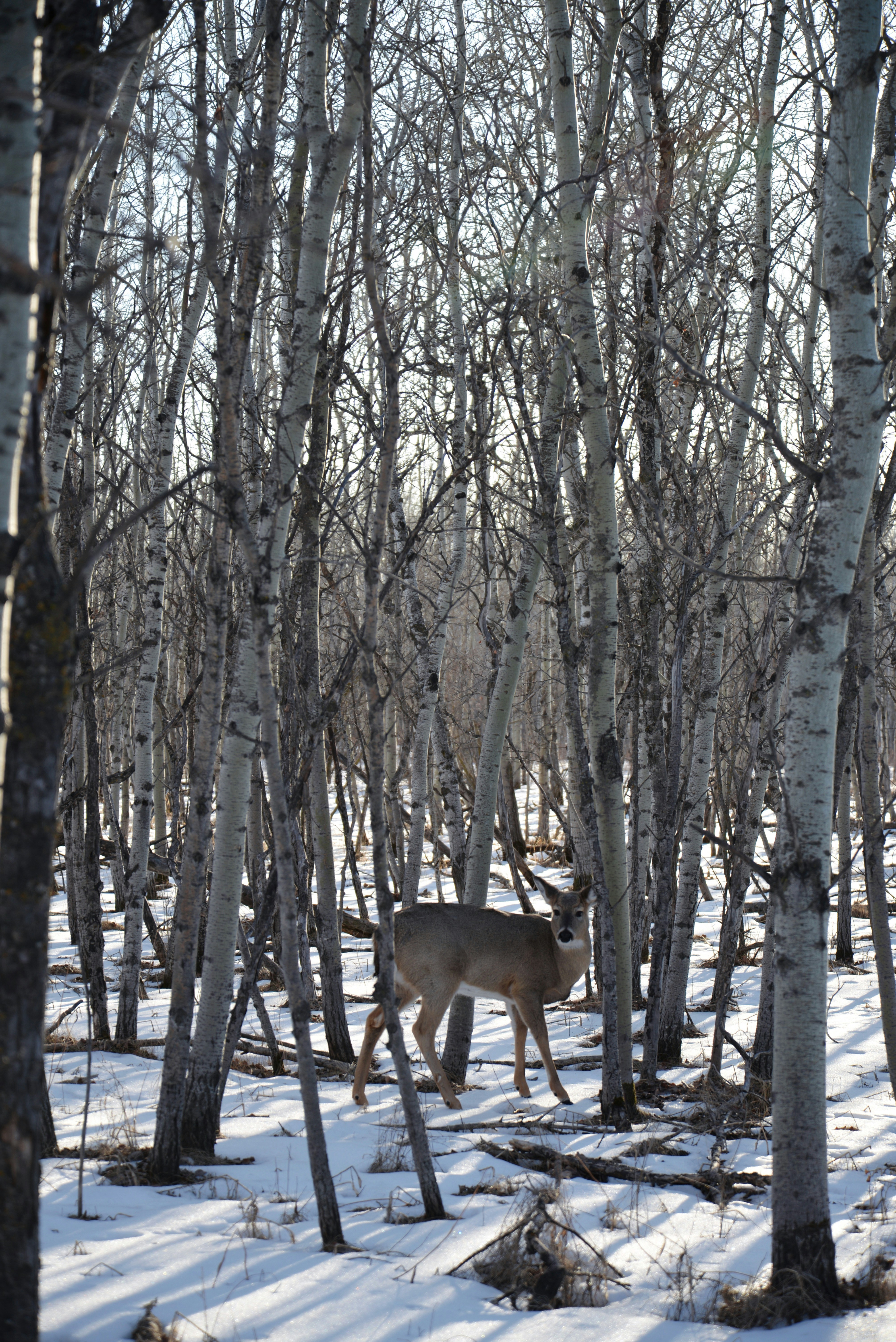 Snowbound Deer Among Birch Columns