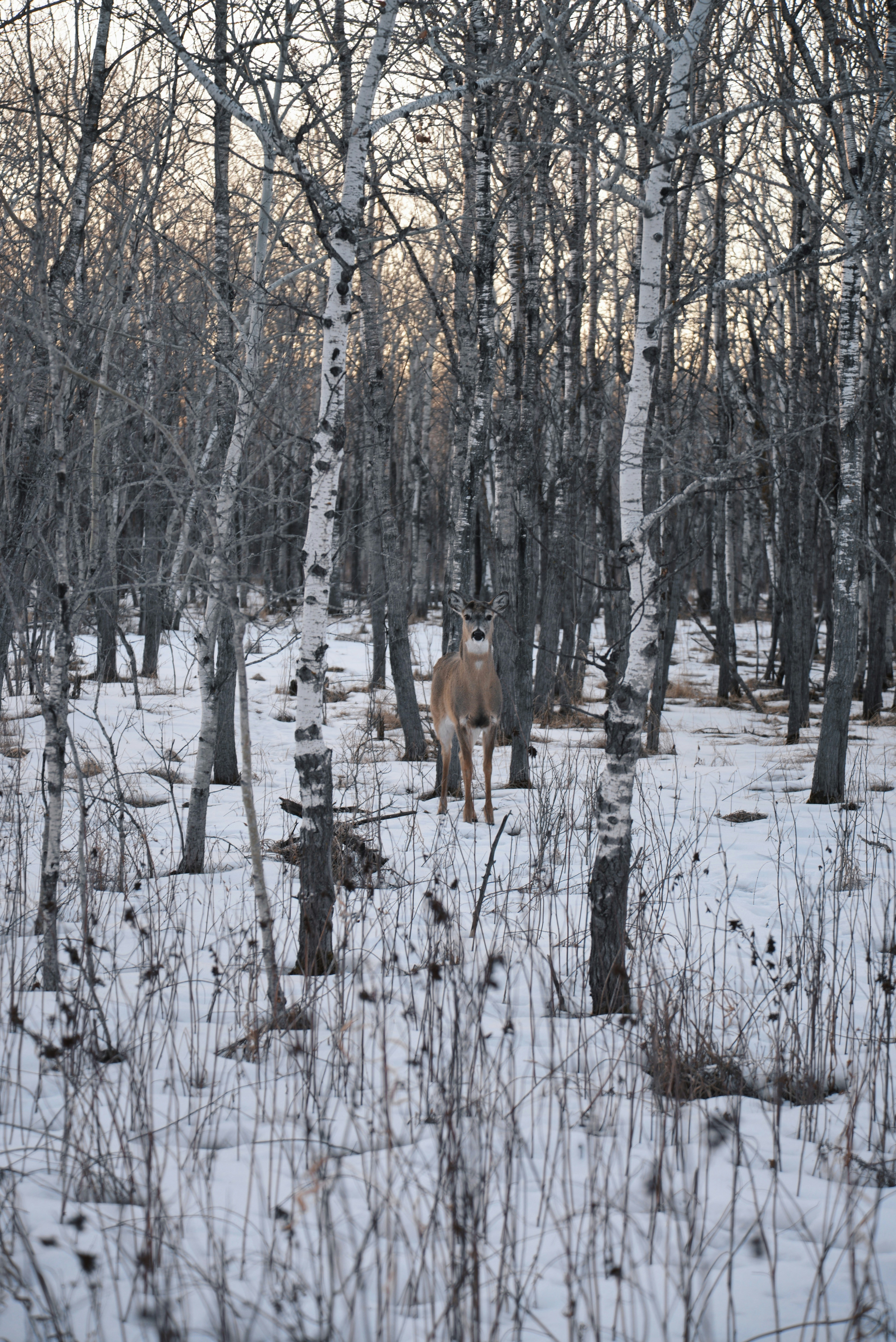 Winter Sentinel Among Birch Cathedrals