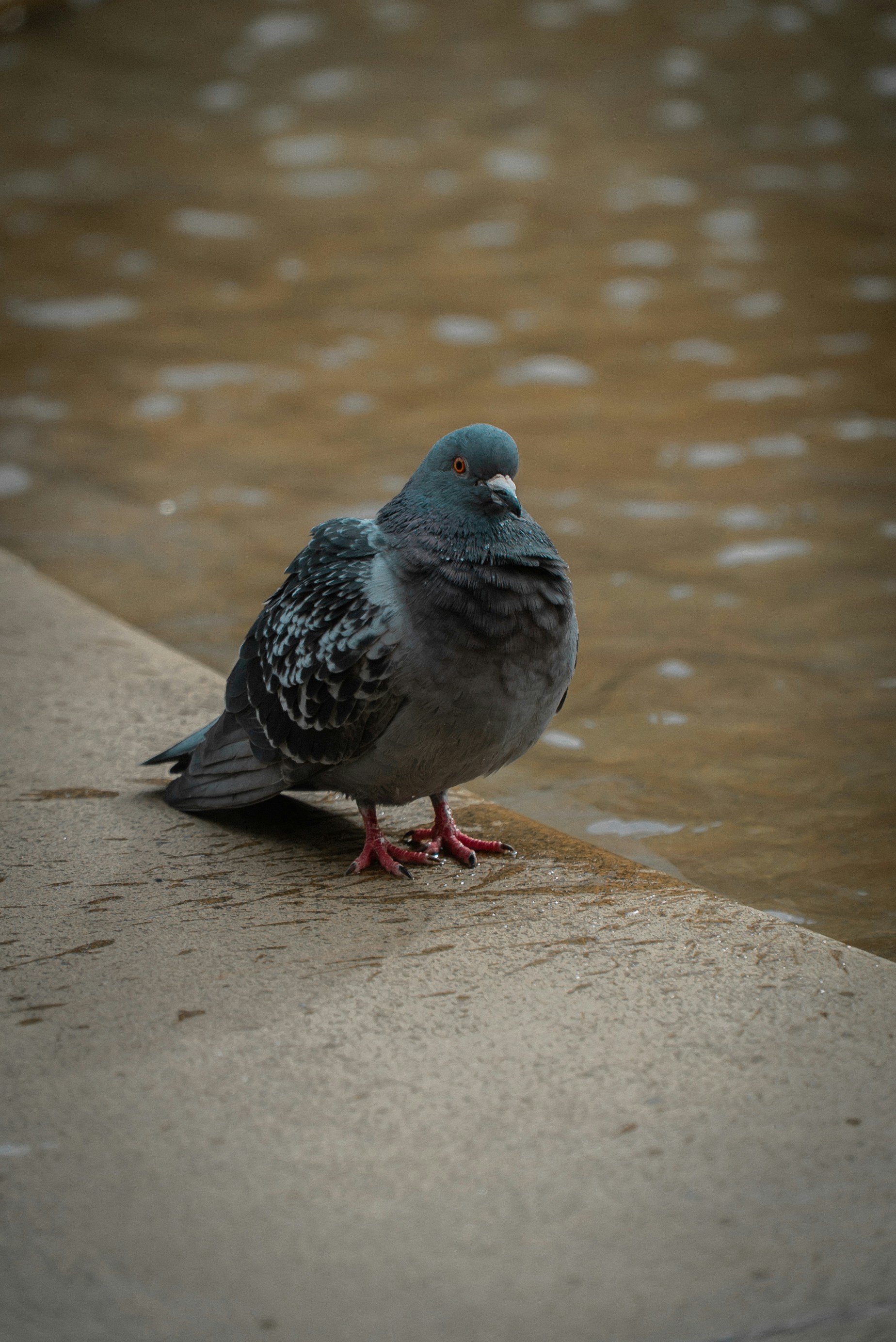 A pigeon sitting on a ledge next to a body of water photo – Free Animal ...