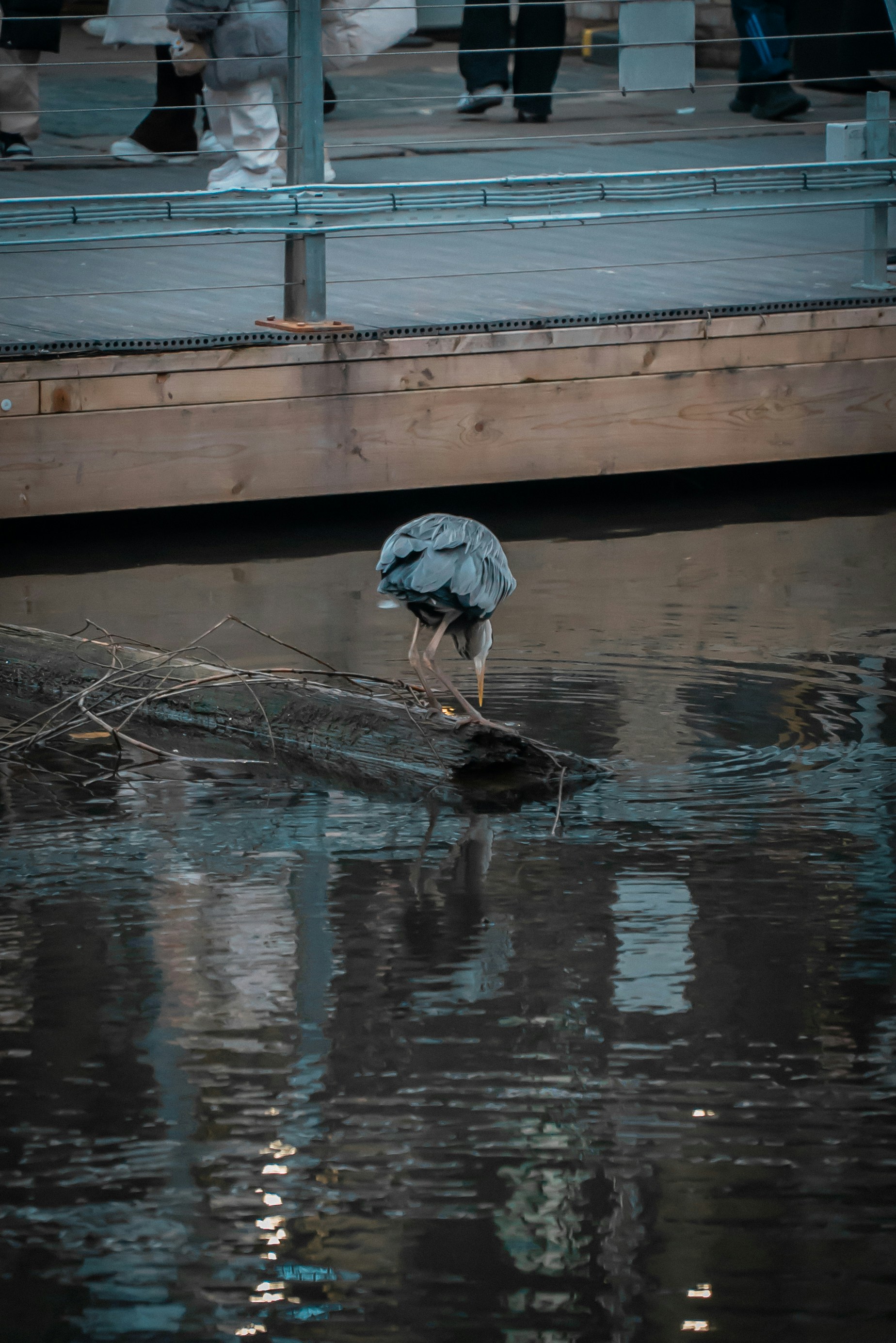 Grey Heron Perched on a Driftwood Branch by a Quiet Riverside Platform