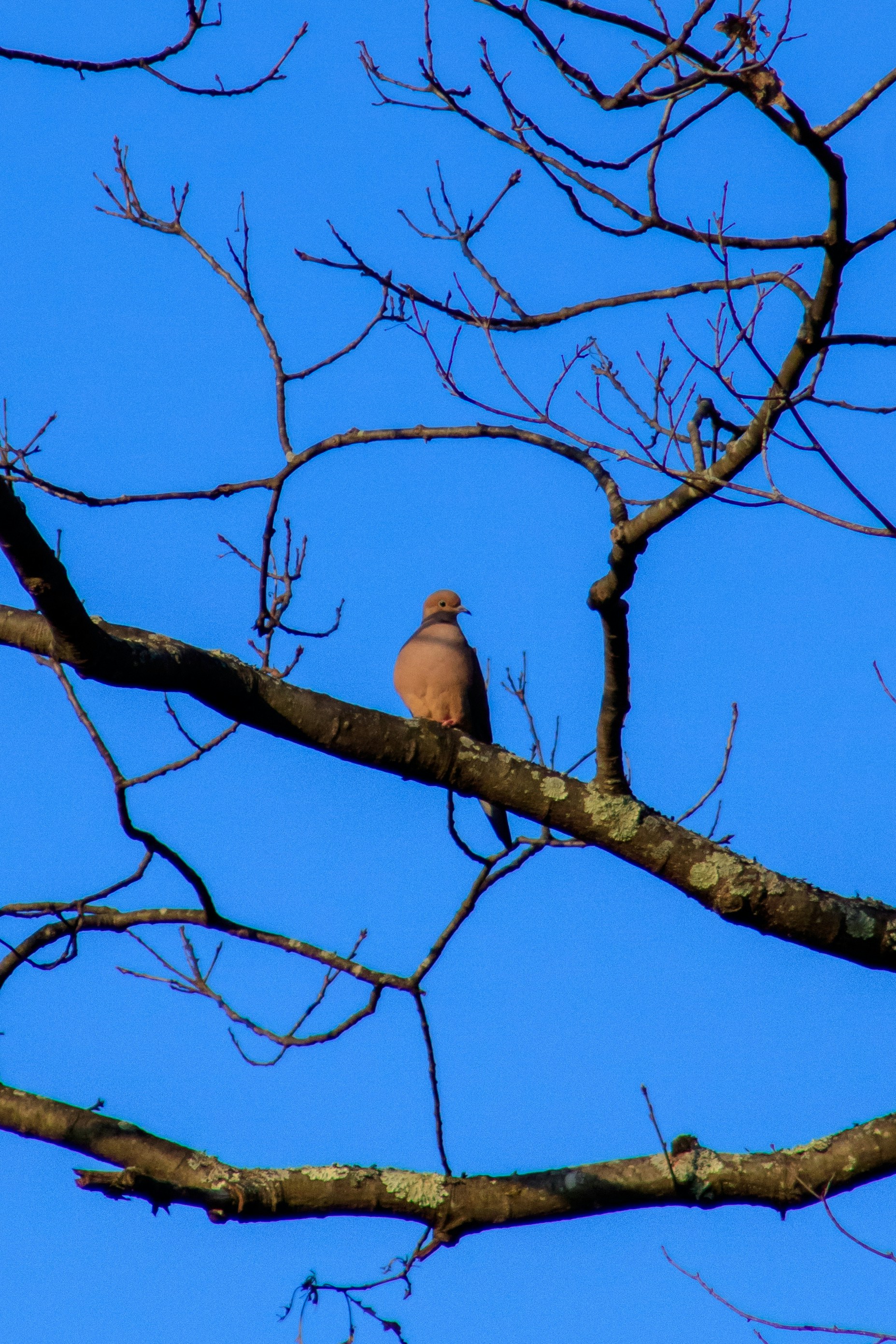 Azure Sky Sentinel: A Pigeon Perched on a Mossy Branch