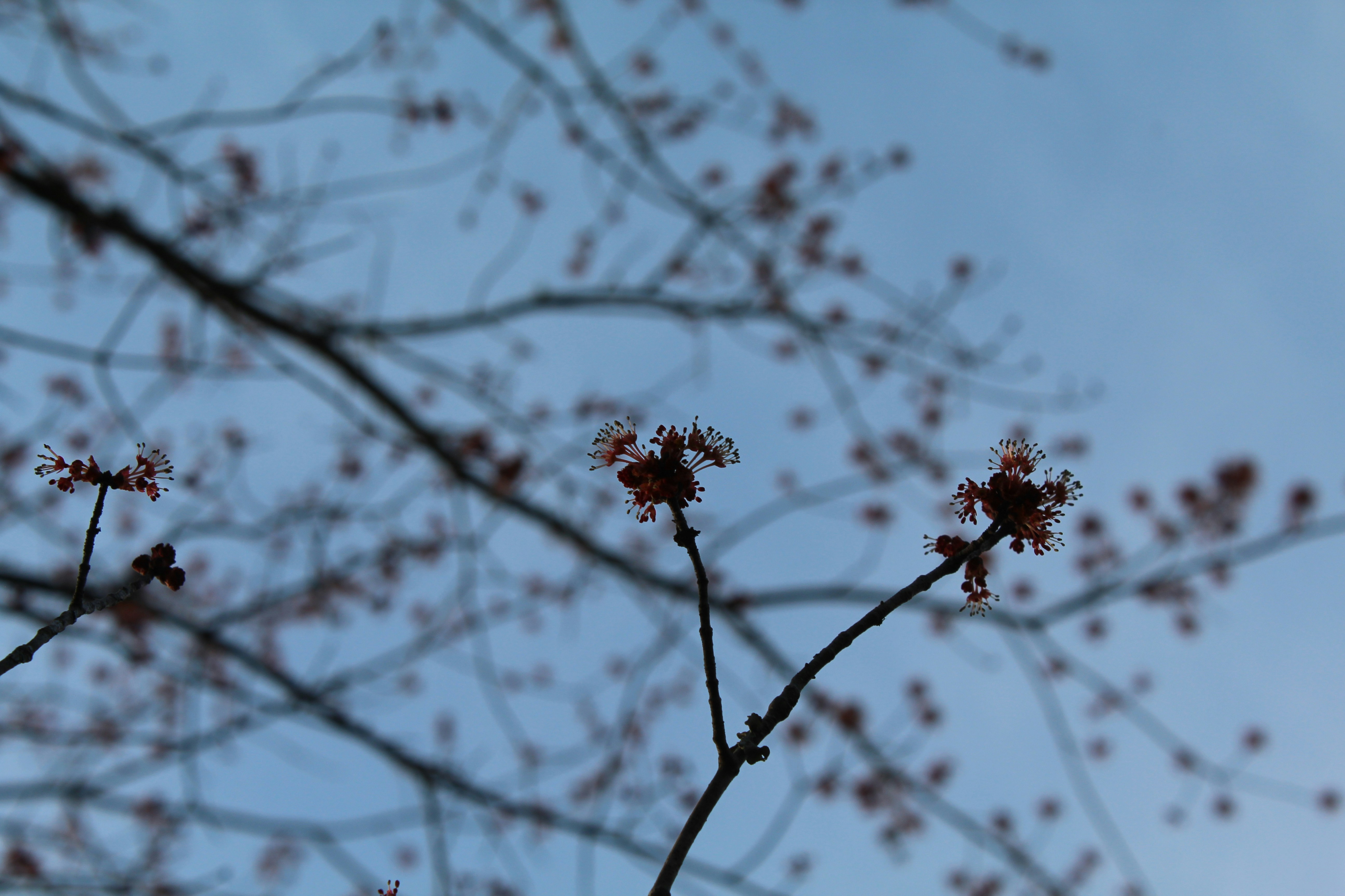 The branches of a tree with red flowers against a blue sky photo – Free ...