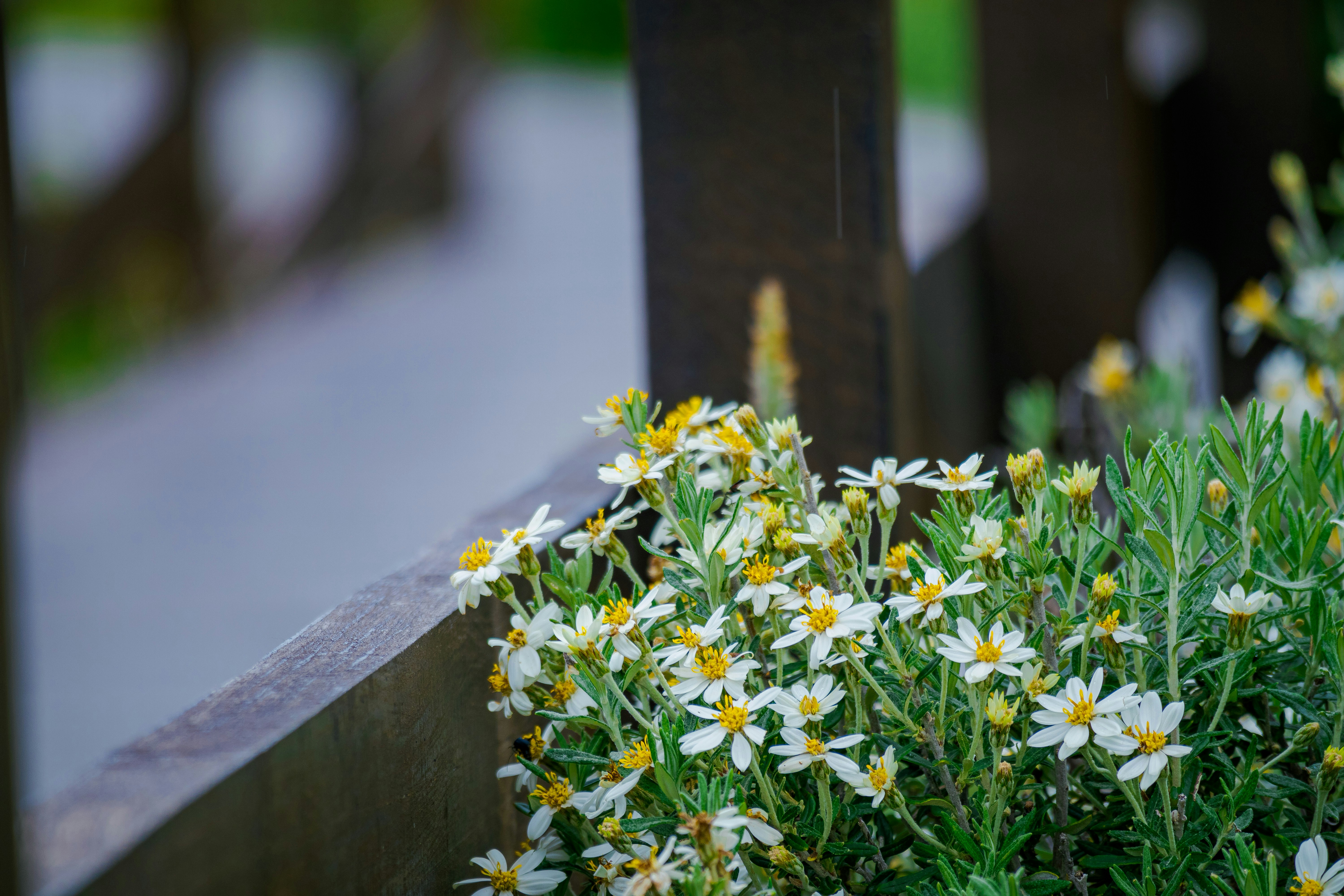 Whispers of Spring: A Floral Embrace