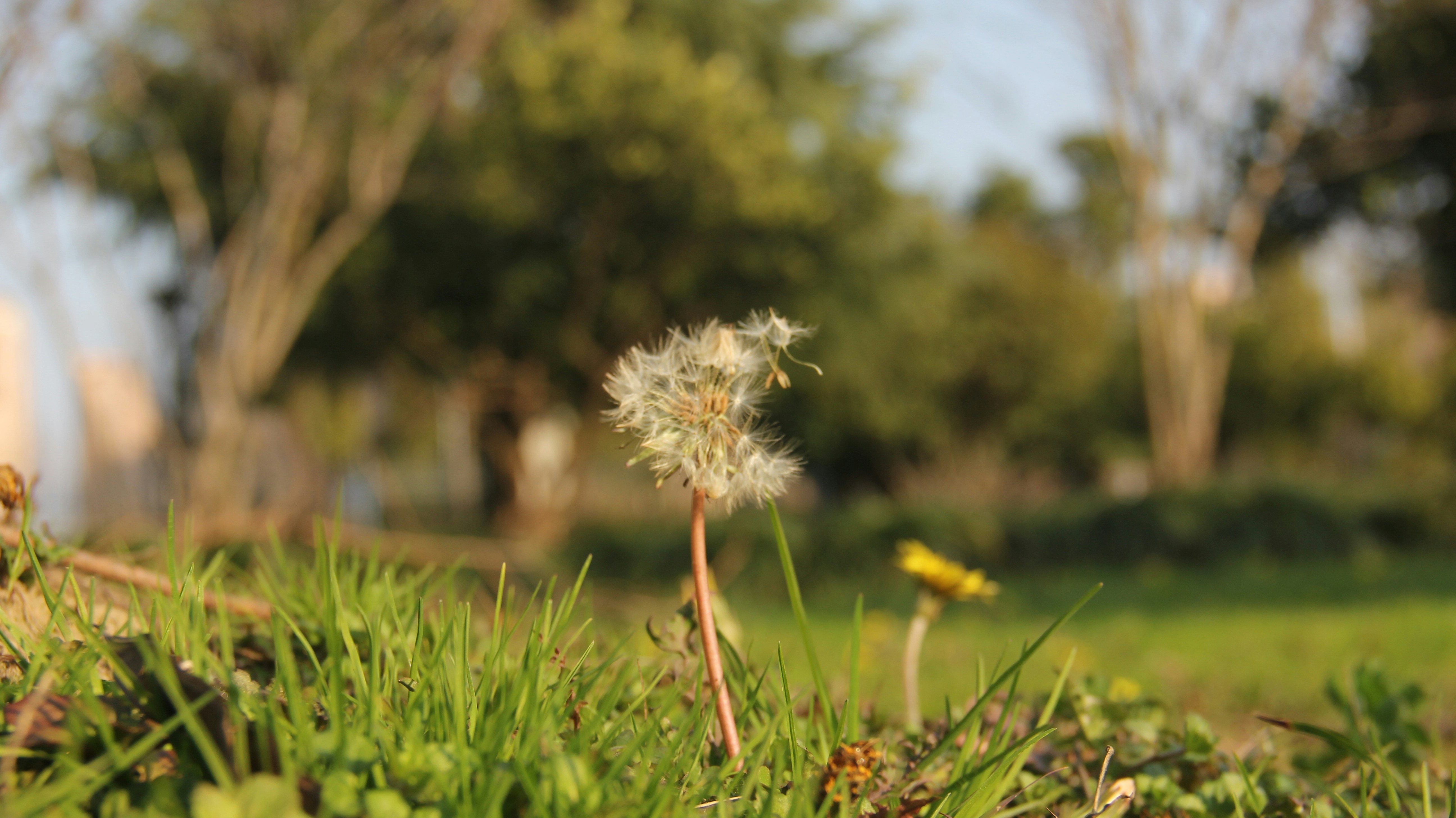 A dandelion in the middle of a grassy field photo – Free Blossom Image ...