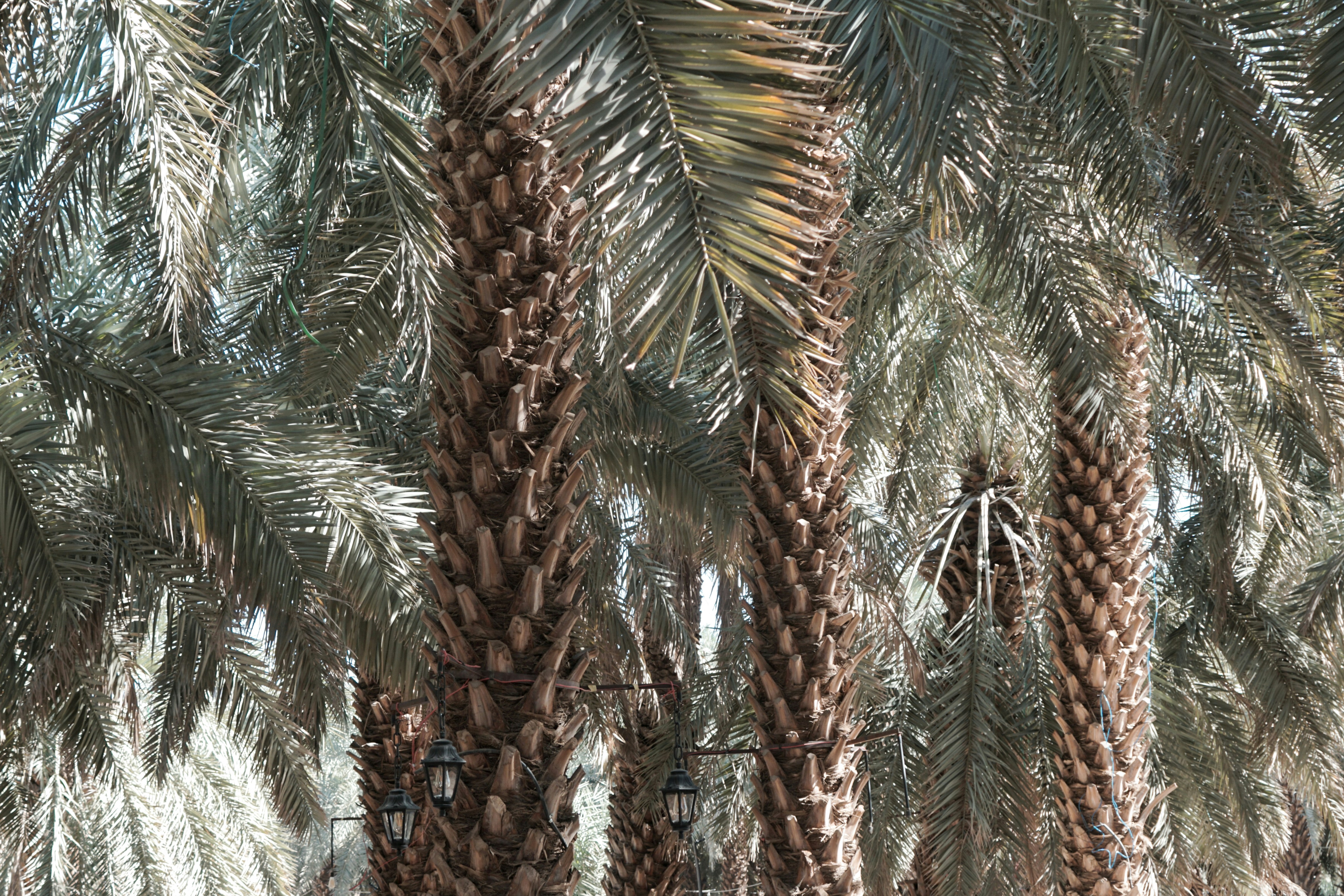Photograph of a dense palm grove with date trunks and feathery fronds bathed in warm daylight. Lanterns hang between the trunks, adding a subtle human touch to the scene.