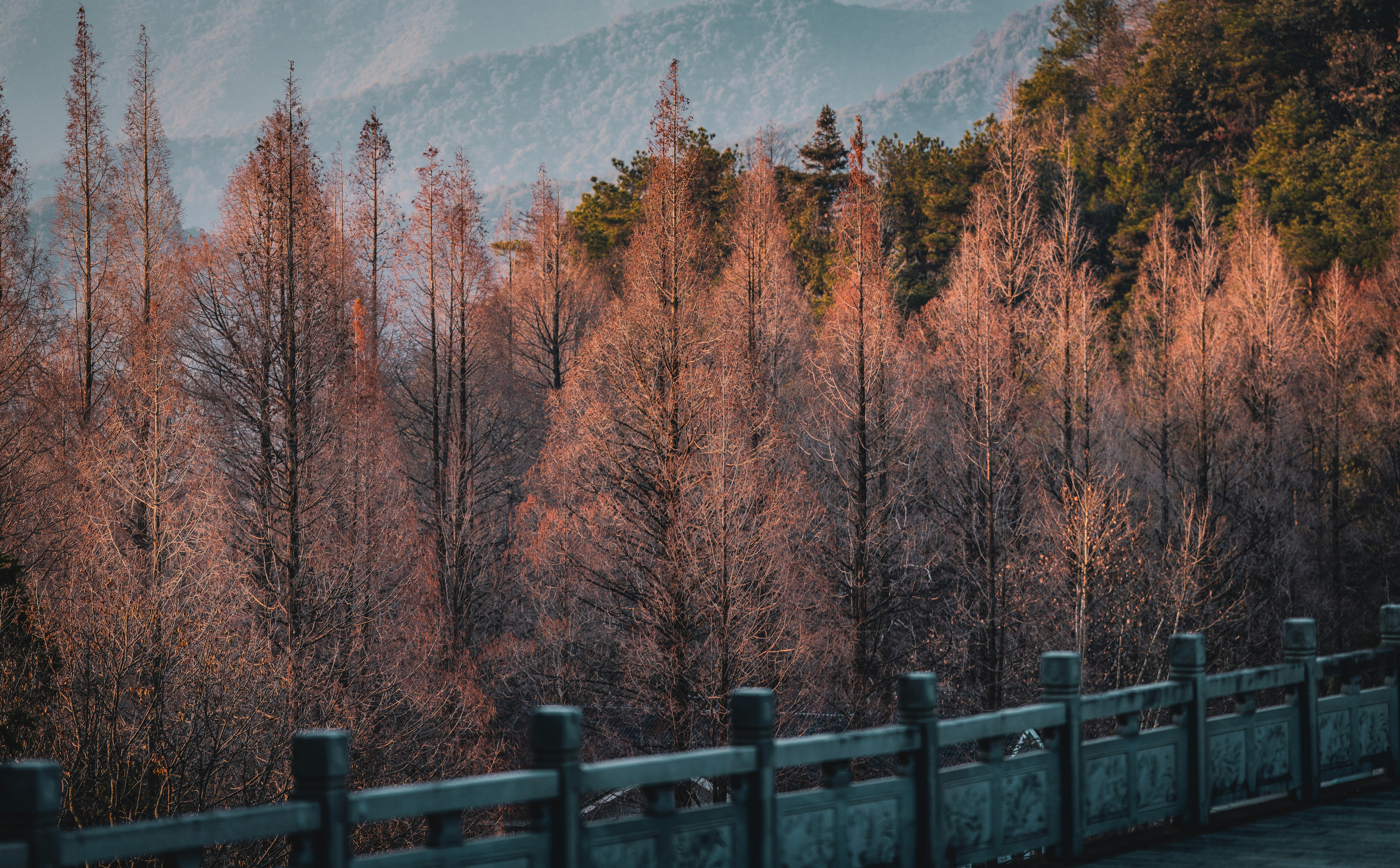 Golden sunlight filters through towering redwoods in a tranquil forest, casting a warm glow over a wooden fence below.