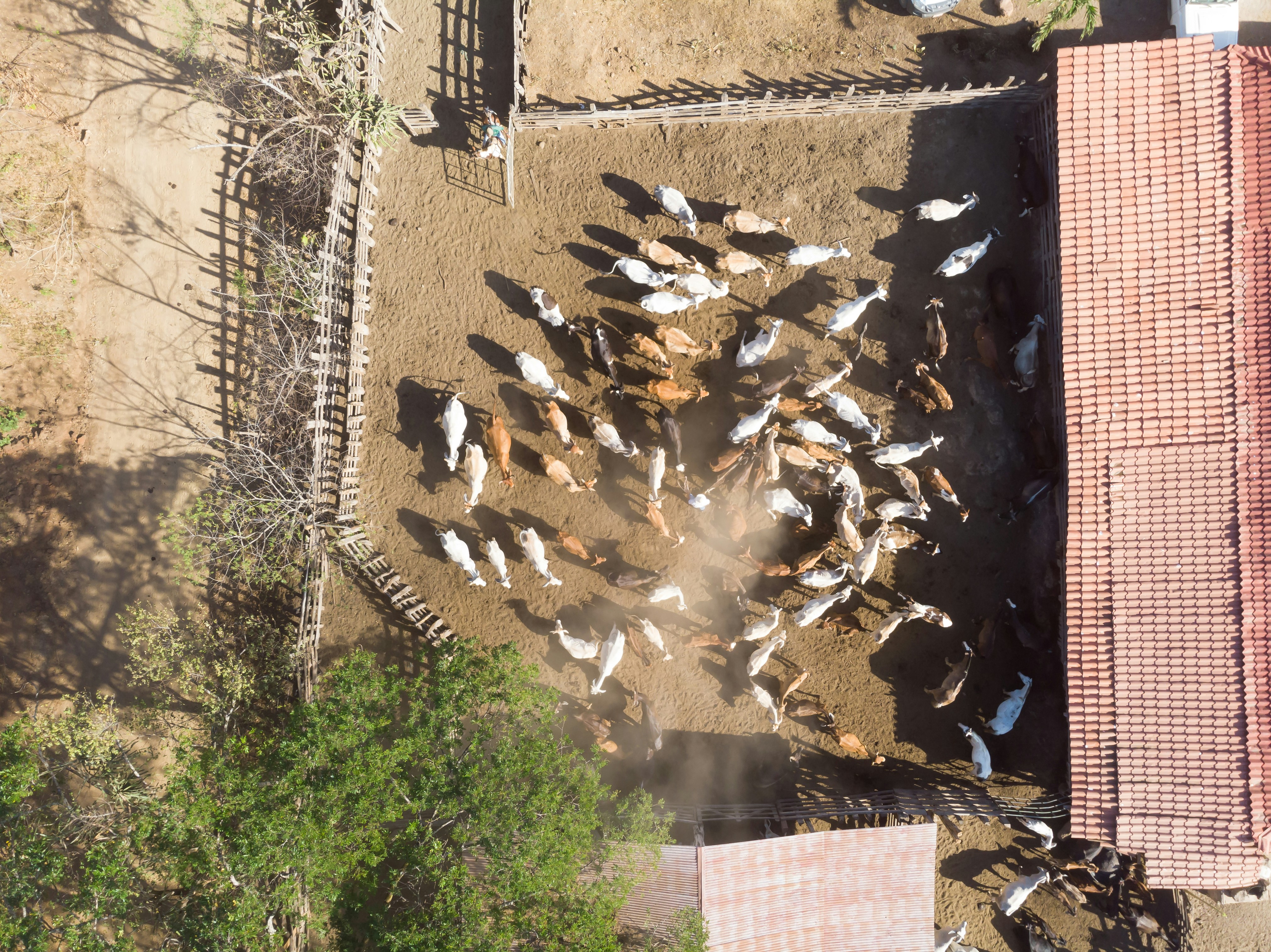 Herd in a Dusty Courtyard: Aerial View of Cattle Constrained by fencing