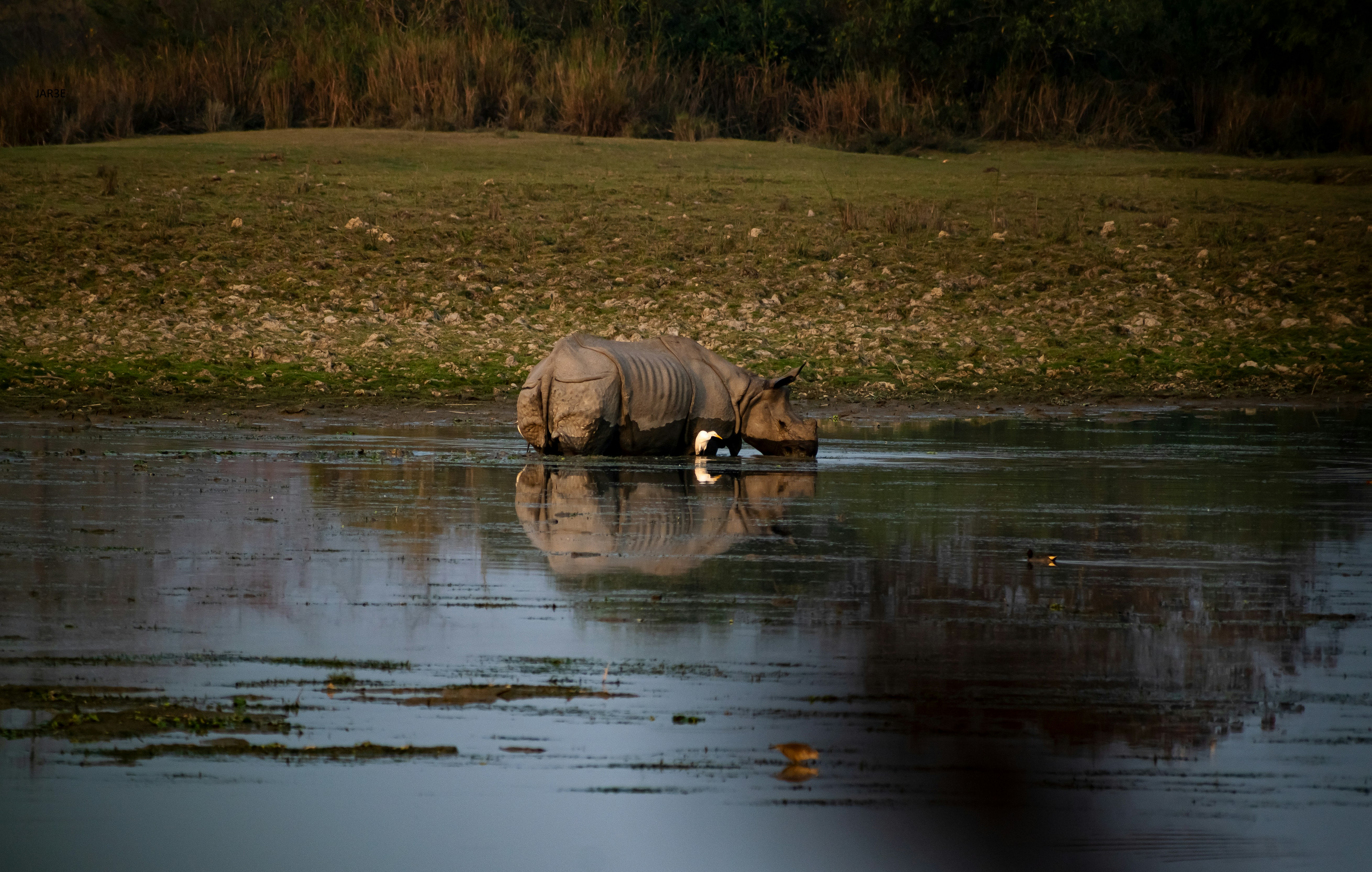 A rhino standing in a body of water photo – Free Kaziranga national ...