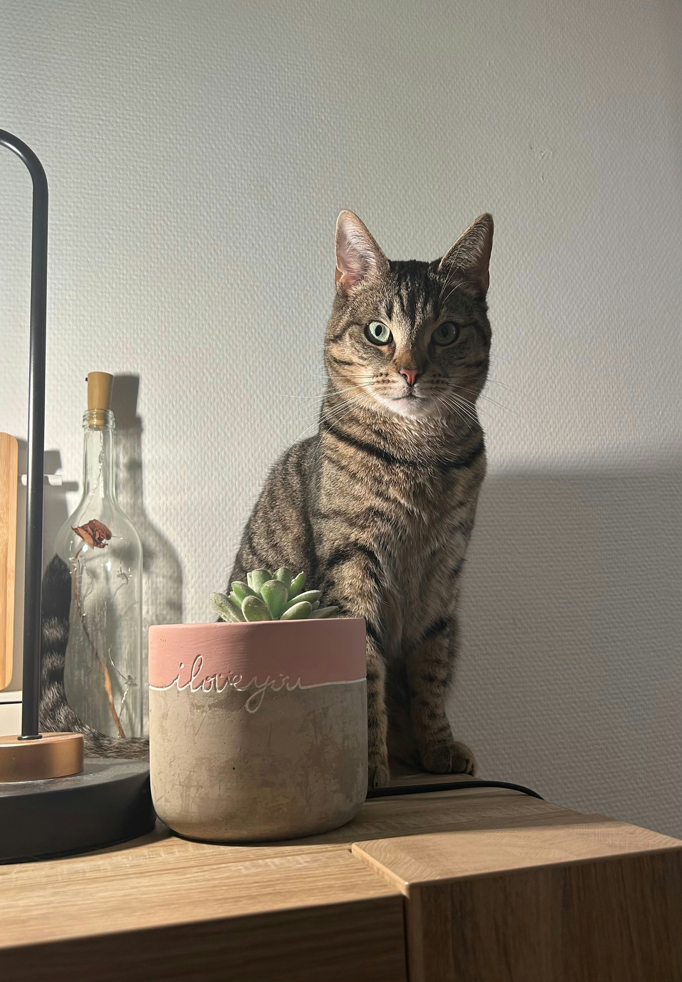 Whiskered Guardian of the Succulent
