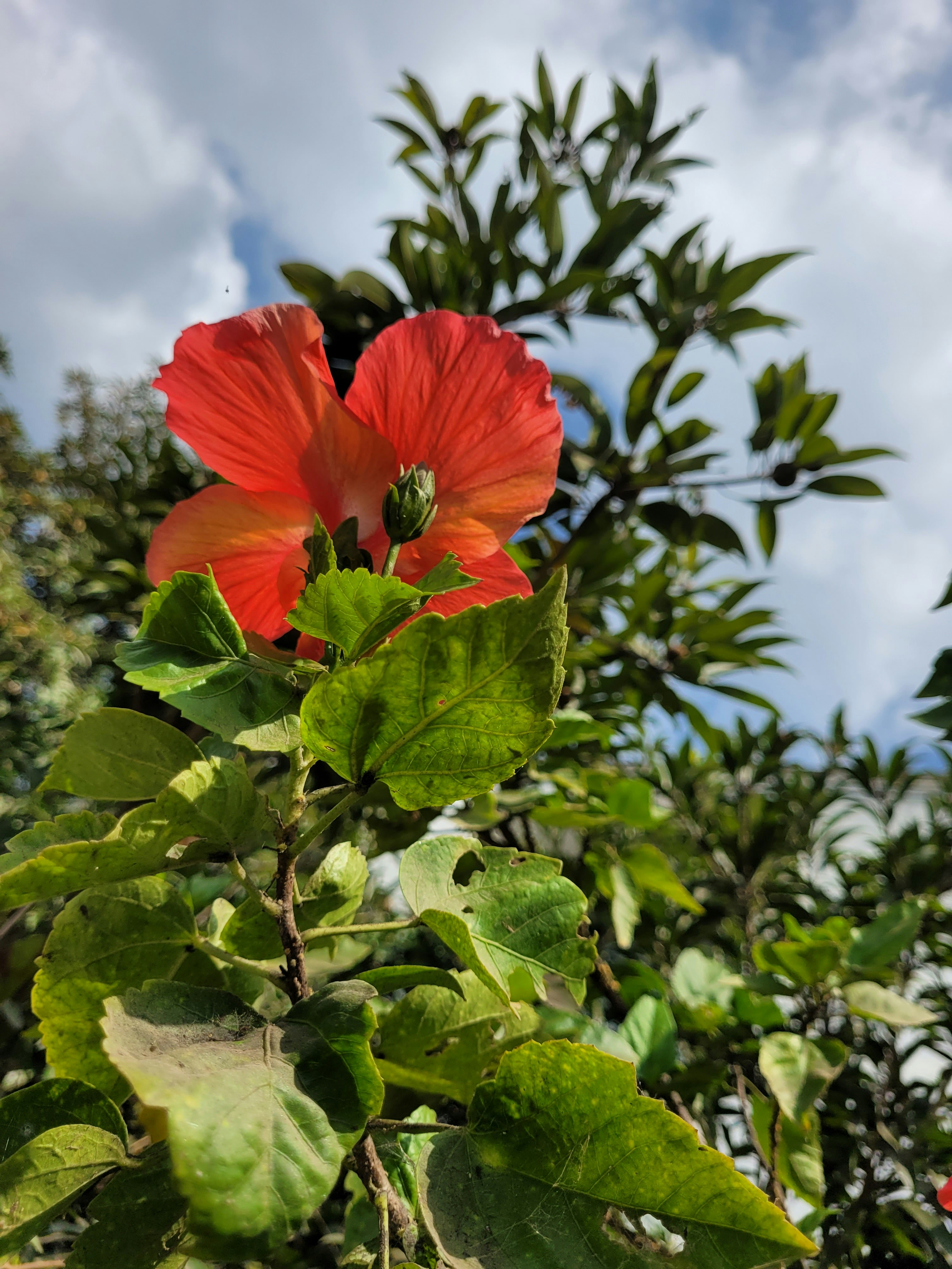 Scarlet Hibiscus Against a Spring Sky