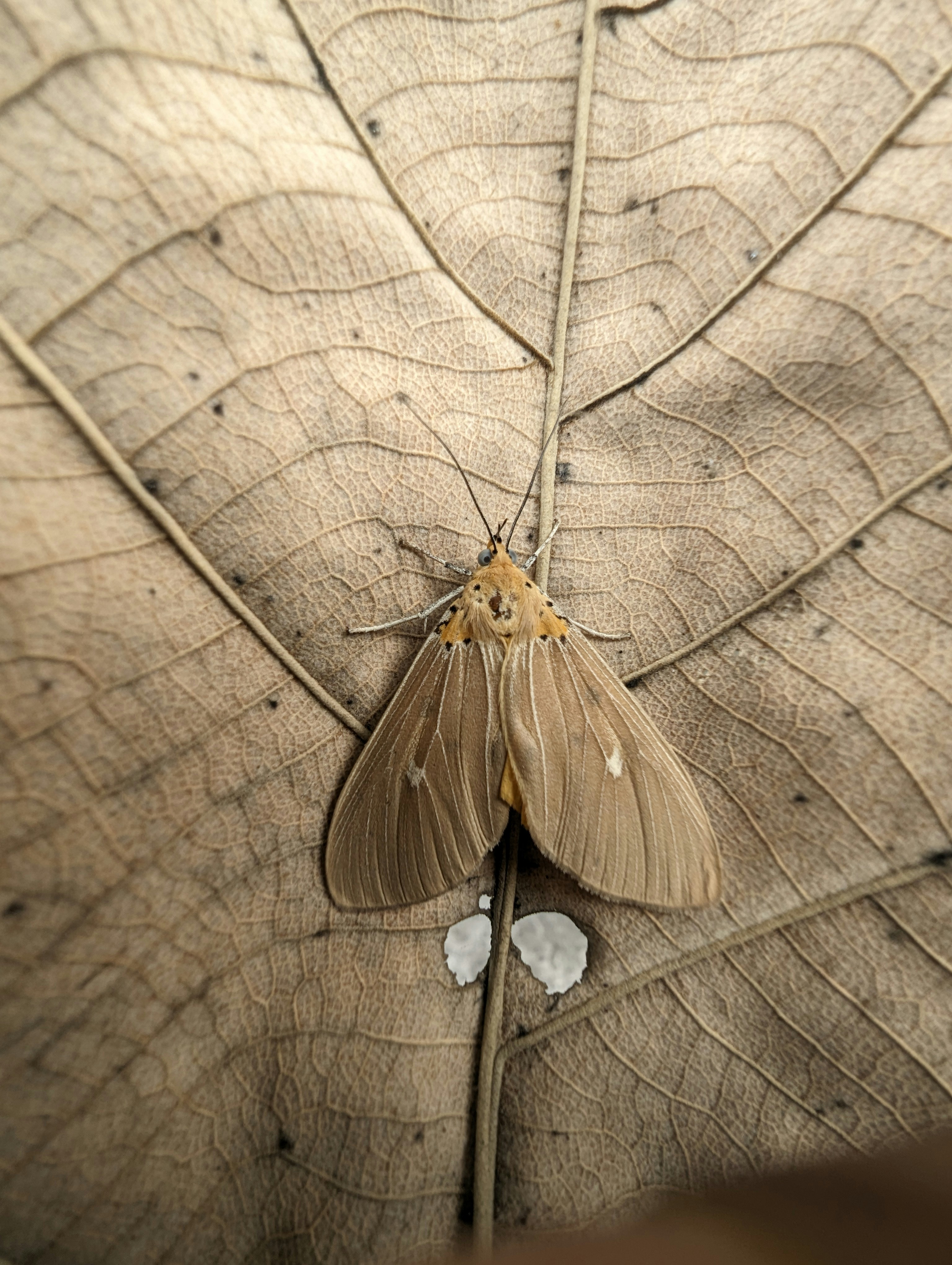 Moth at the Center: Detailing the Tiny Lattice of a Leaf-veined Frame