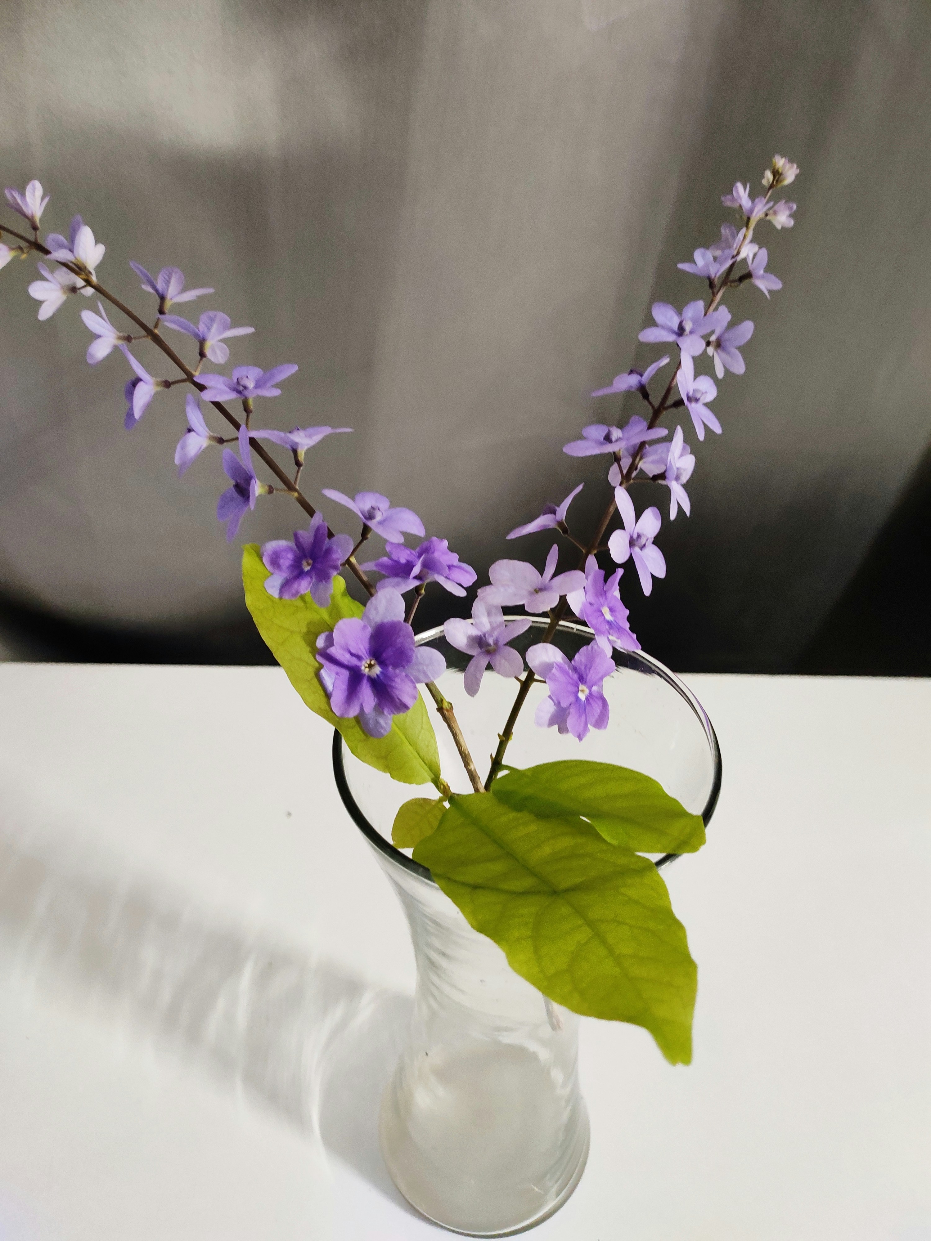 Violet blossoms in a glass vase: a quiet study in color and light