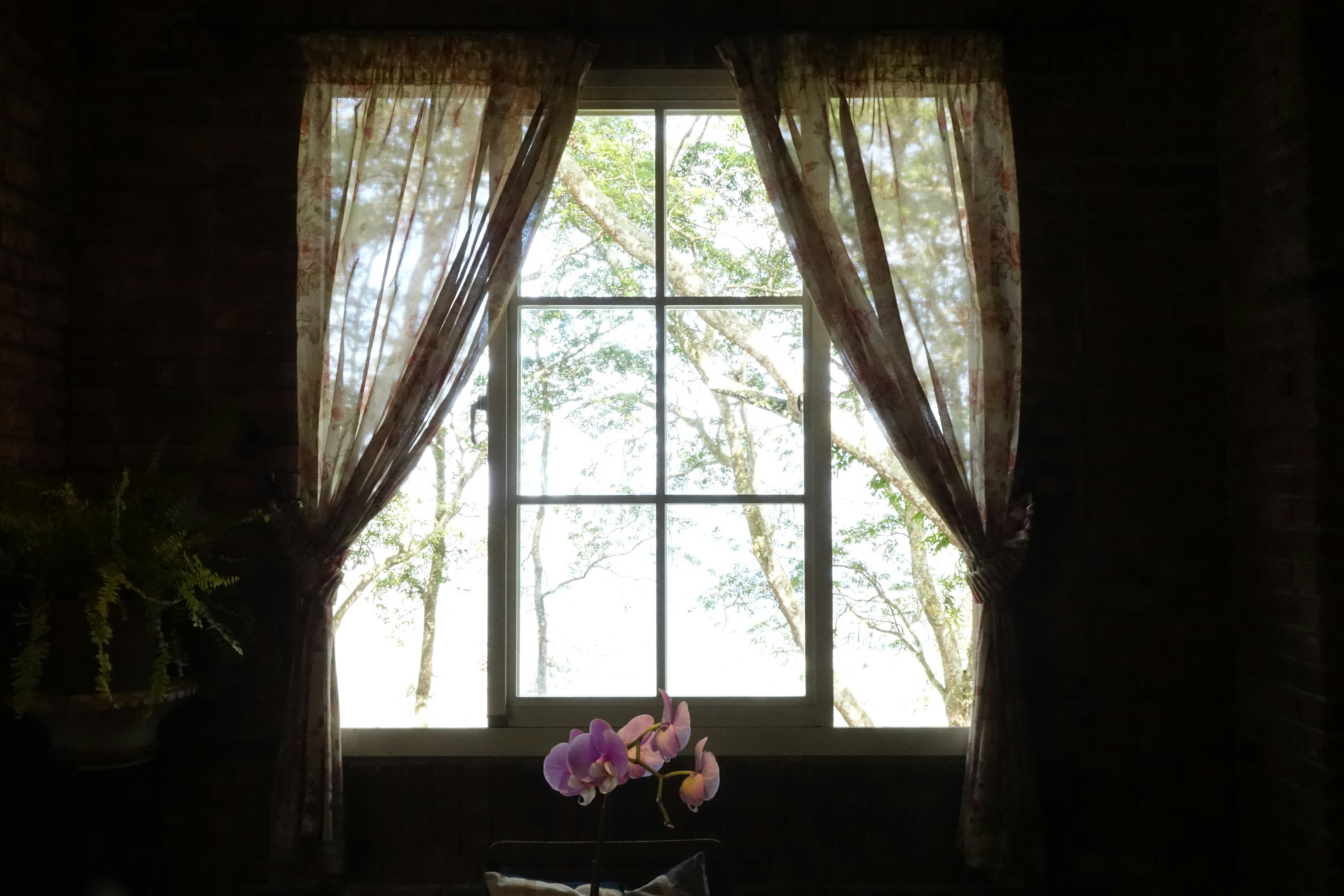Backlit Orchid at the Window: Quiet Glow Through Sheer Curtains
