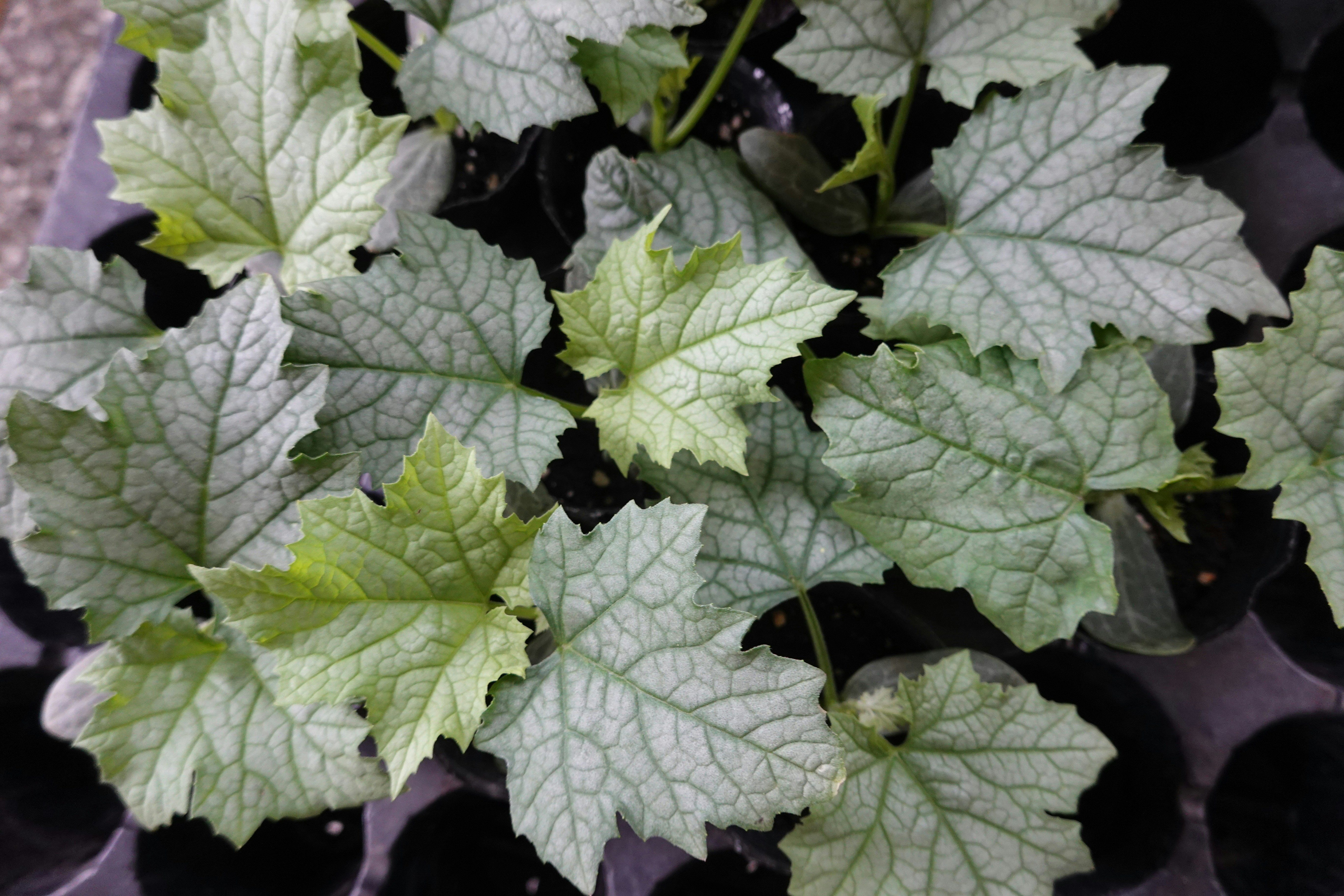 Emerald Veins: Close-Up of Ivy Leaves