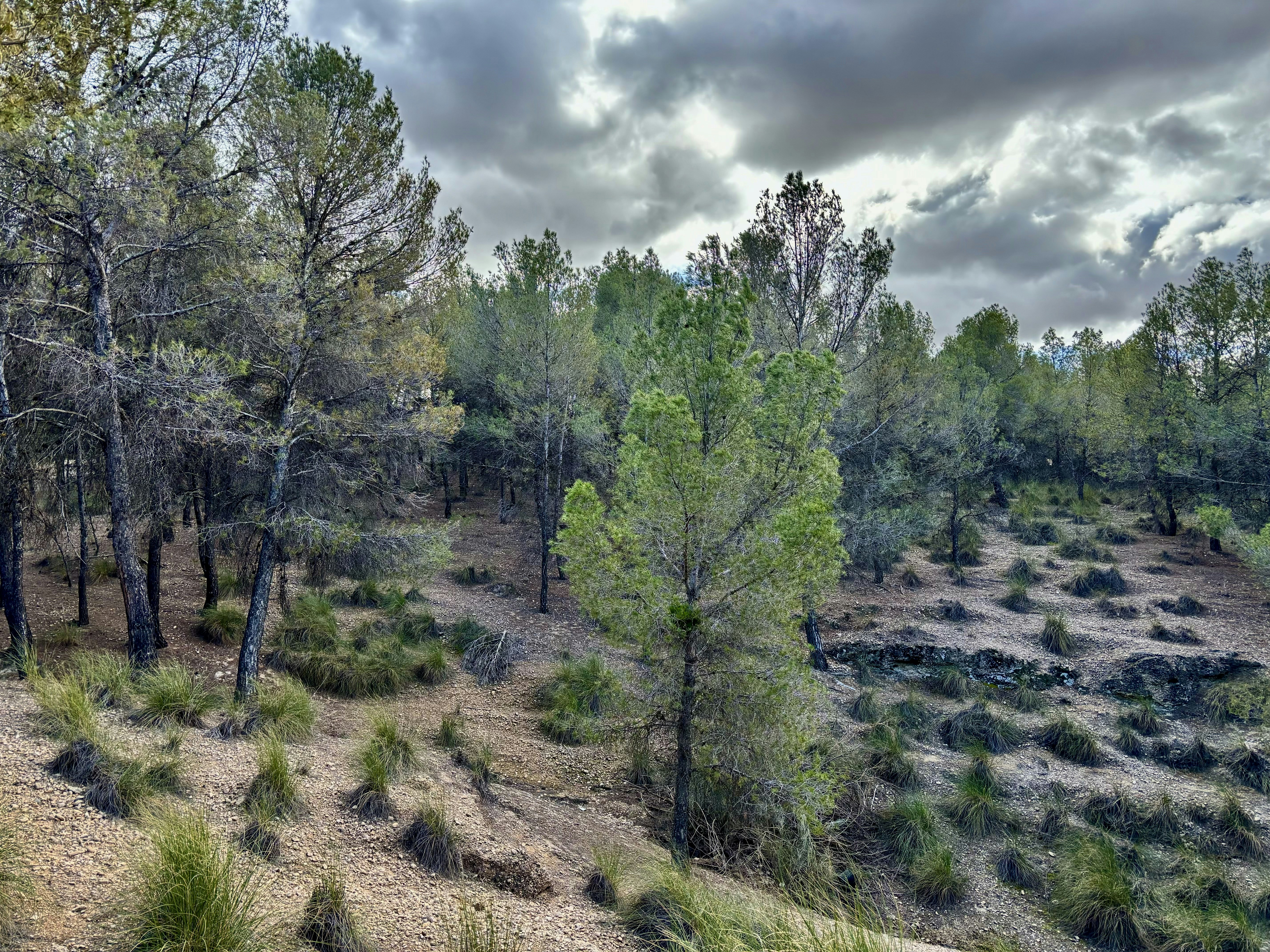 Foto Hutan yang dipenuhi dengan banyak pepohonan di bawah langit ...