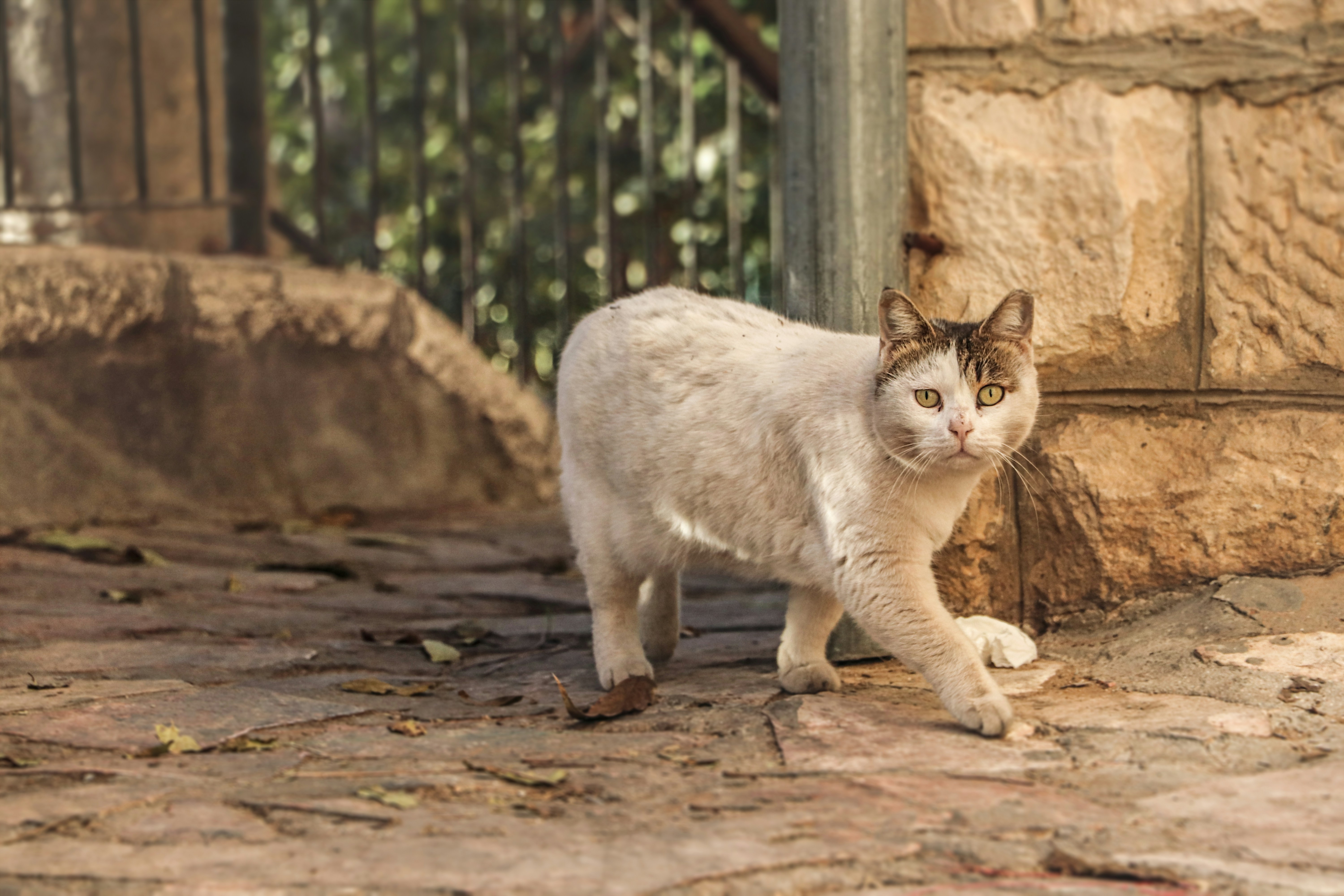Cat on Sunlit Stone Threshold