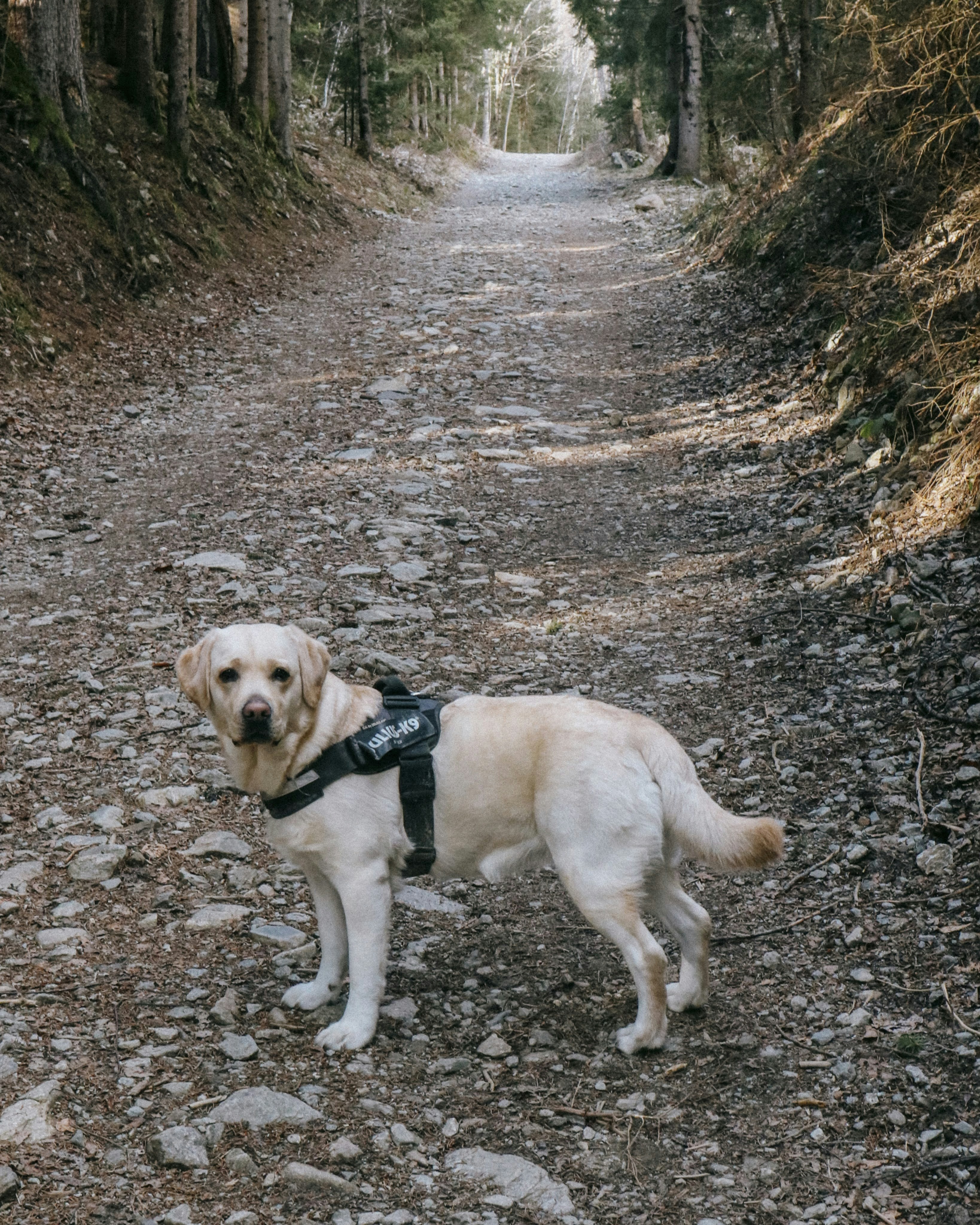Labrador at the Pebble Trail: A Quiet Forest Walk
