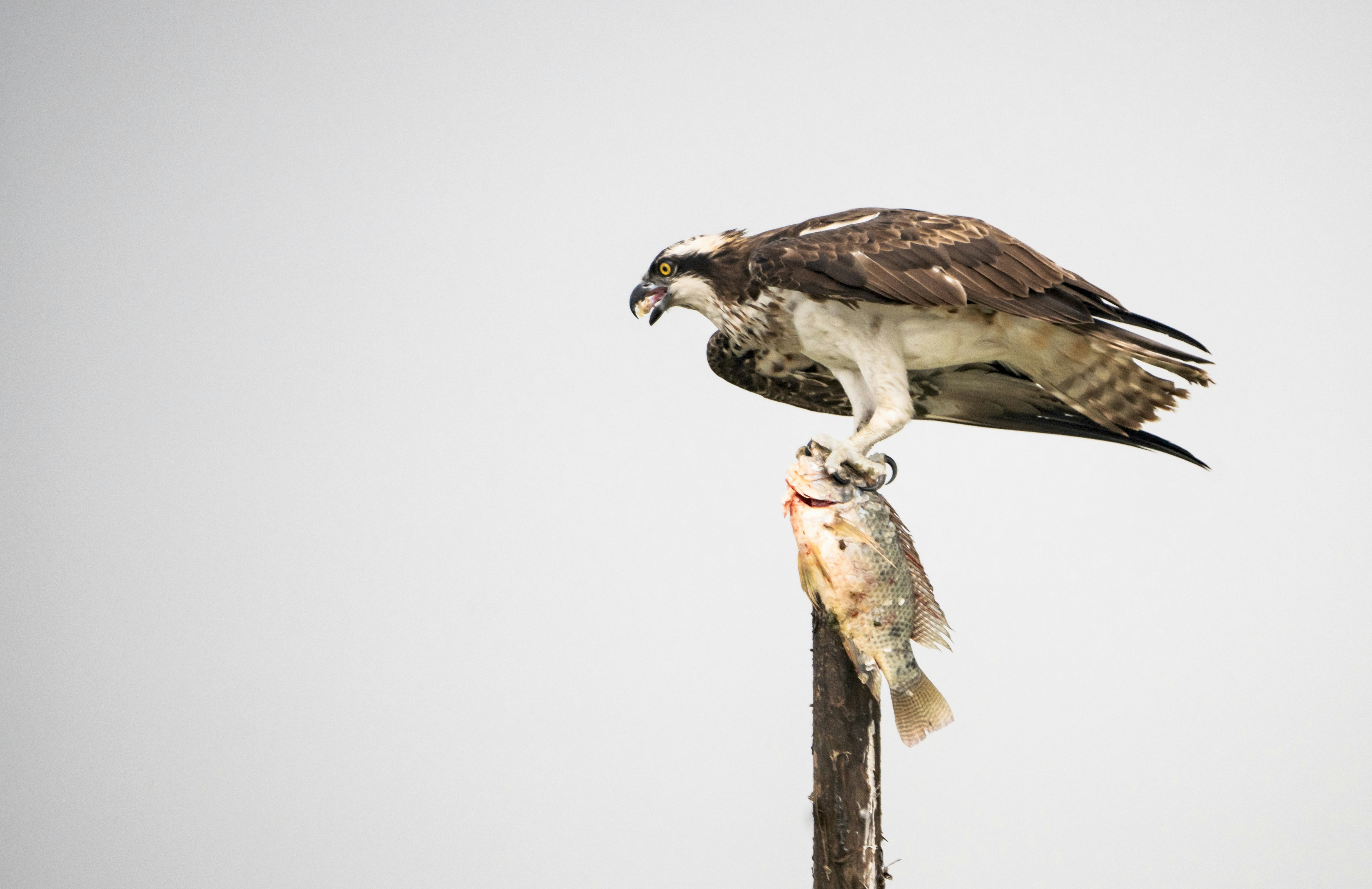 Piercing Gaze: Osprey with Prey on a Weathered Post