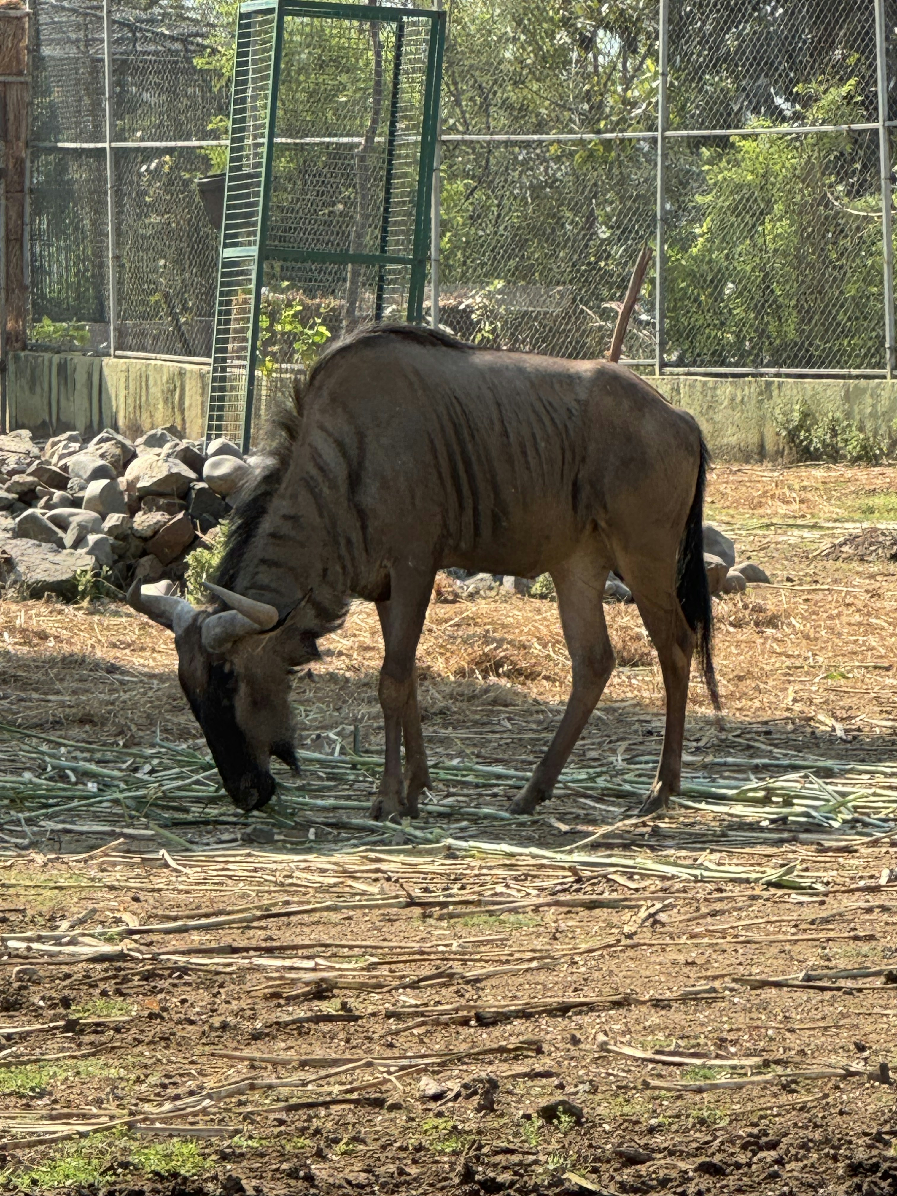 Grazing Moments: The Silent Life of a Wildebeest