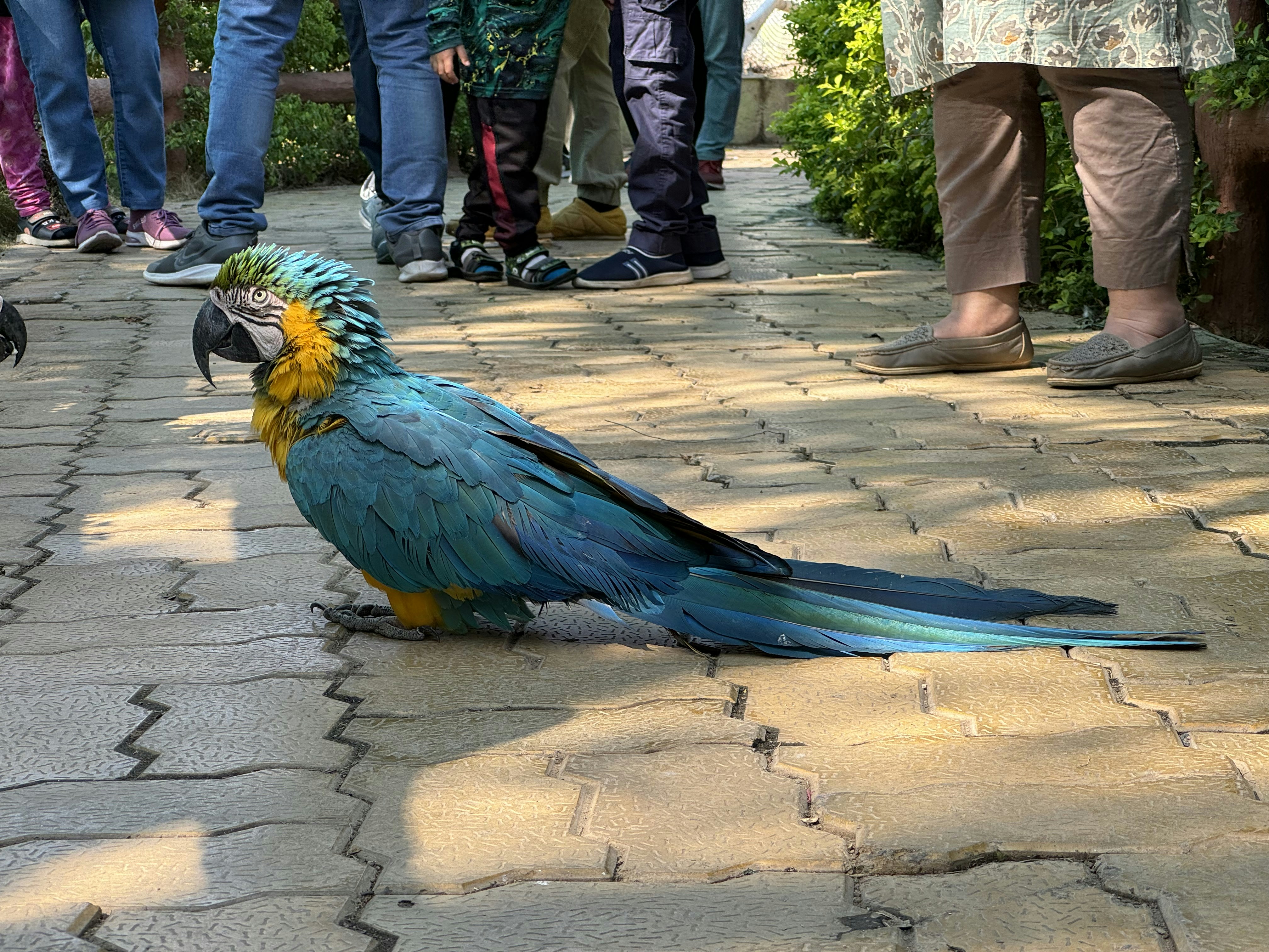 Azure Majesty on Cobblestones: A Macaw Among Curious Onlookers