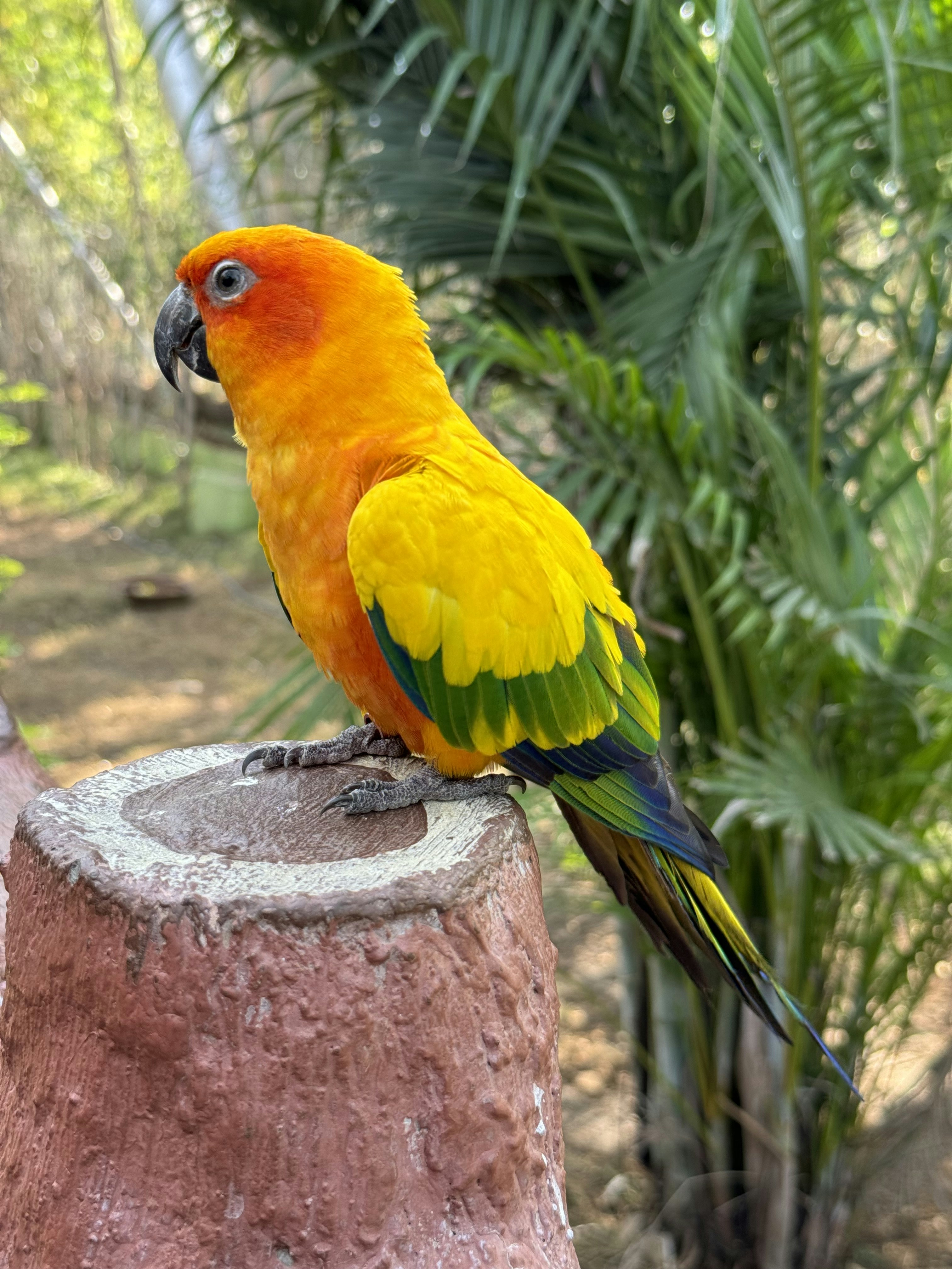 Sun Conure on a Weathered Post: Radiant Plumage Against Tropical Greens