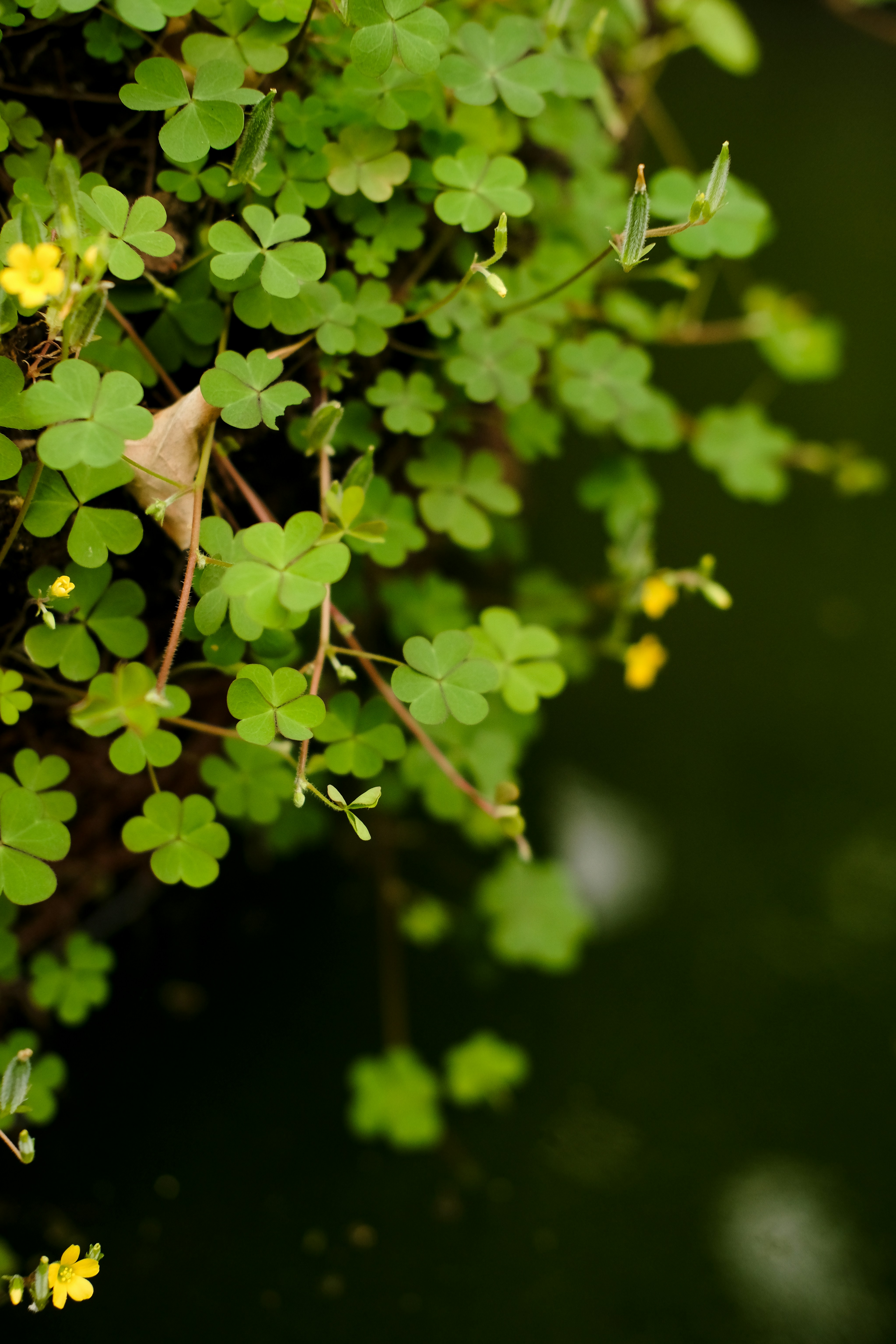 Verdant Oxalis at the Edge of a Quiet Pond: Close-Up of Leaves and Yellow Blossoms