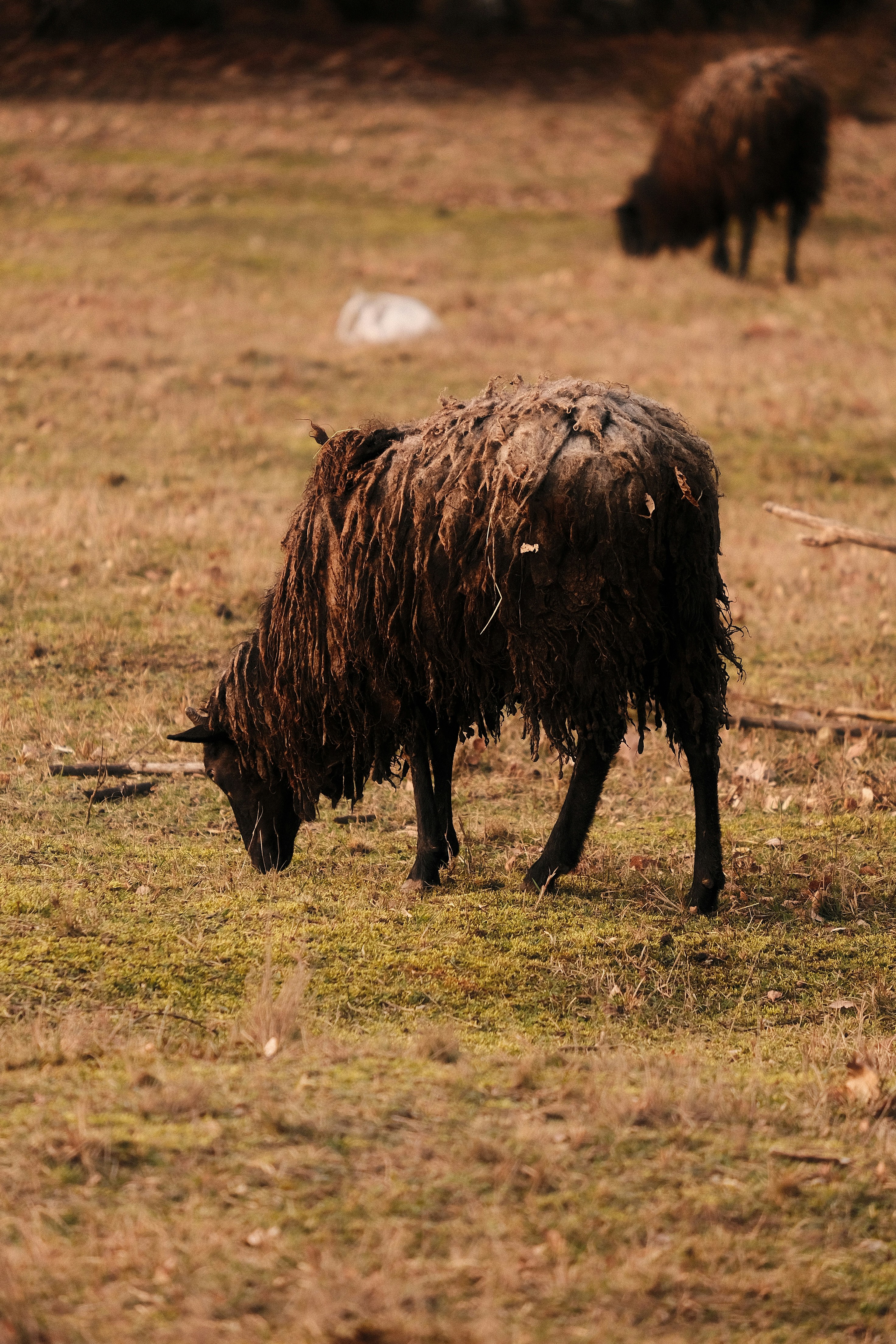 a couple of sheep standing on top of a grass covered field
