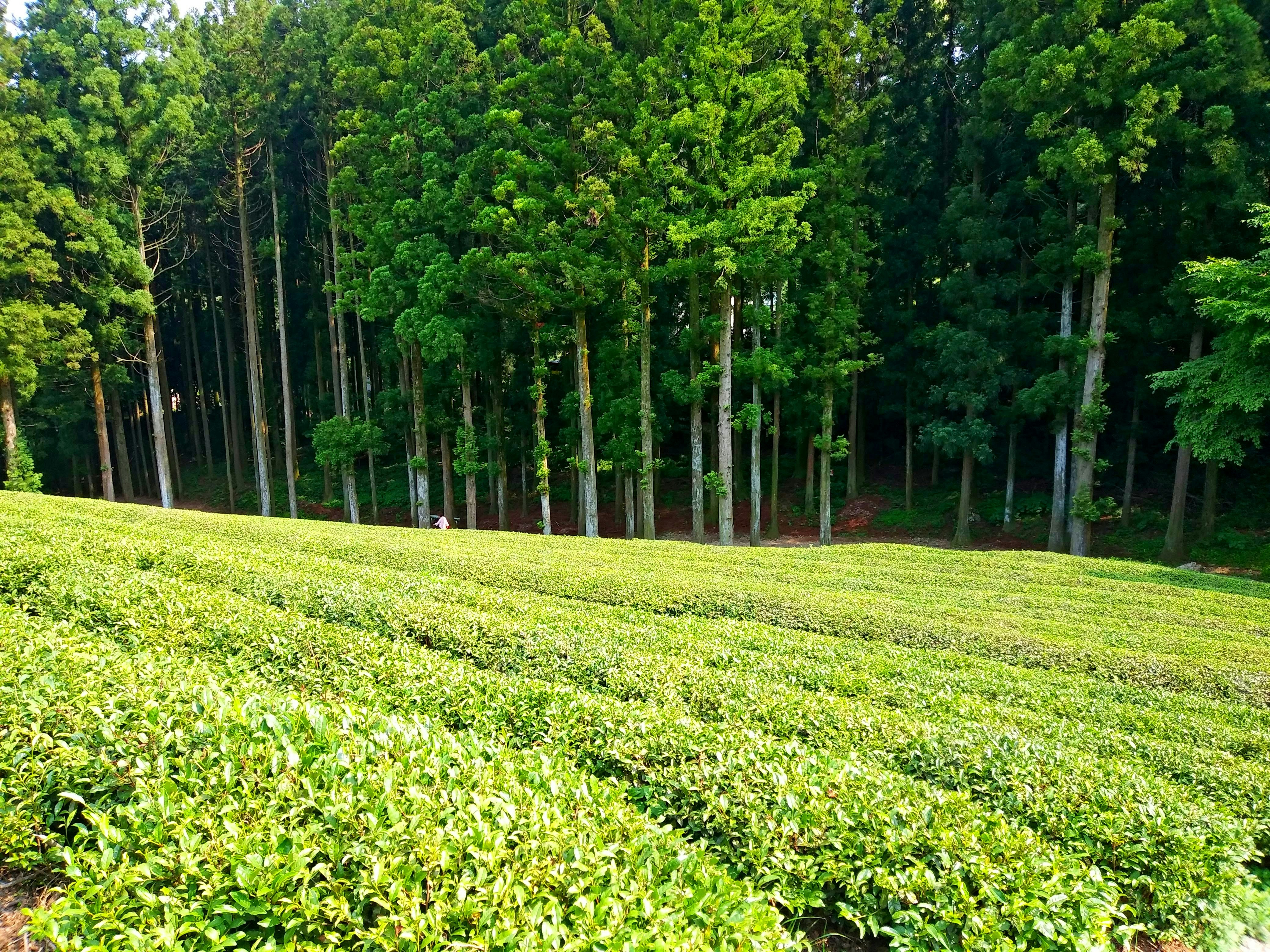 Grow Your Own Tea: 7 Essential Tips for Tea Seeds Planting (2026) 🍃 ...