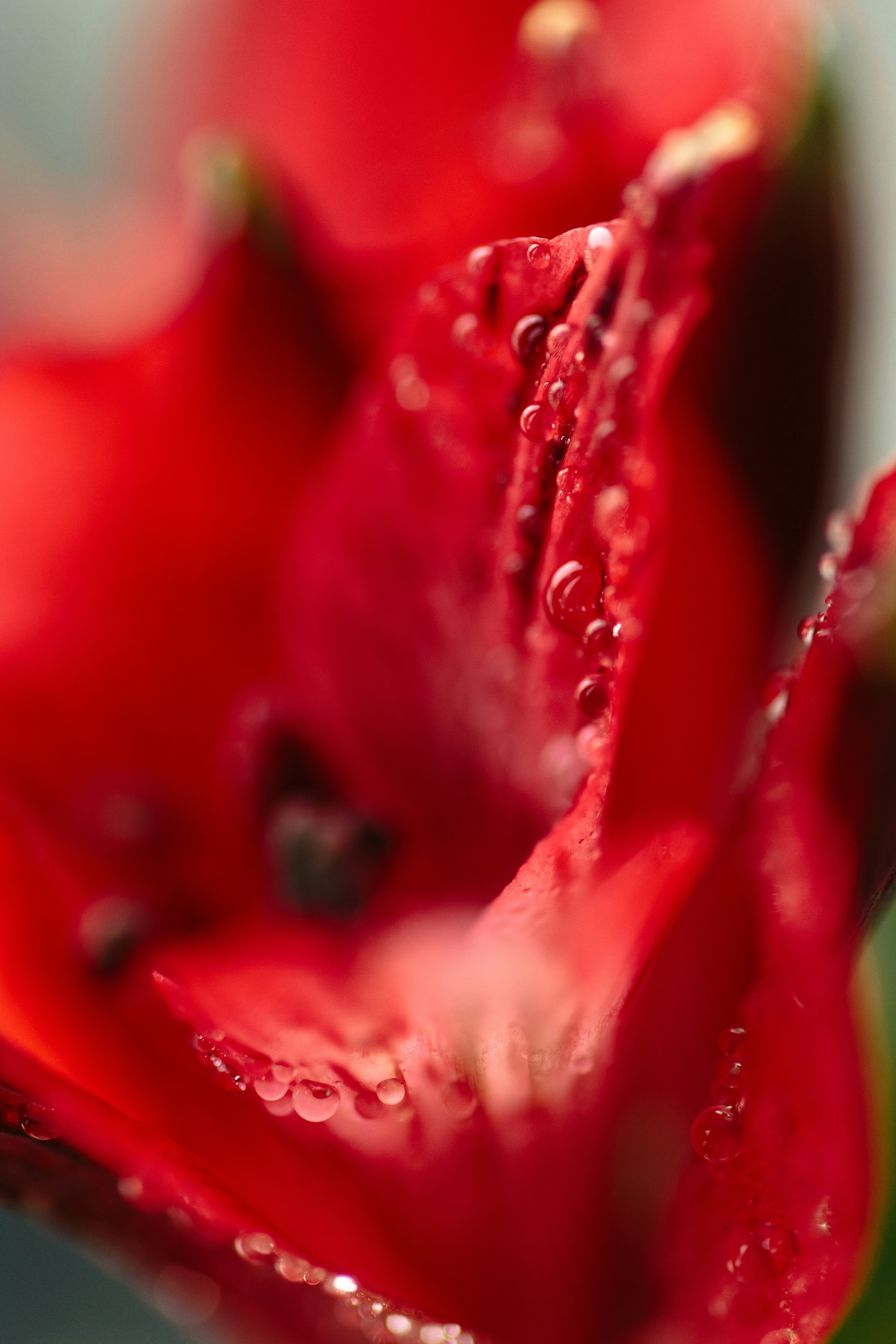 A red flower with water droplets on it photo – Free Red Image on Unsplash