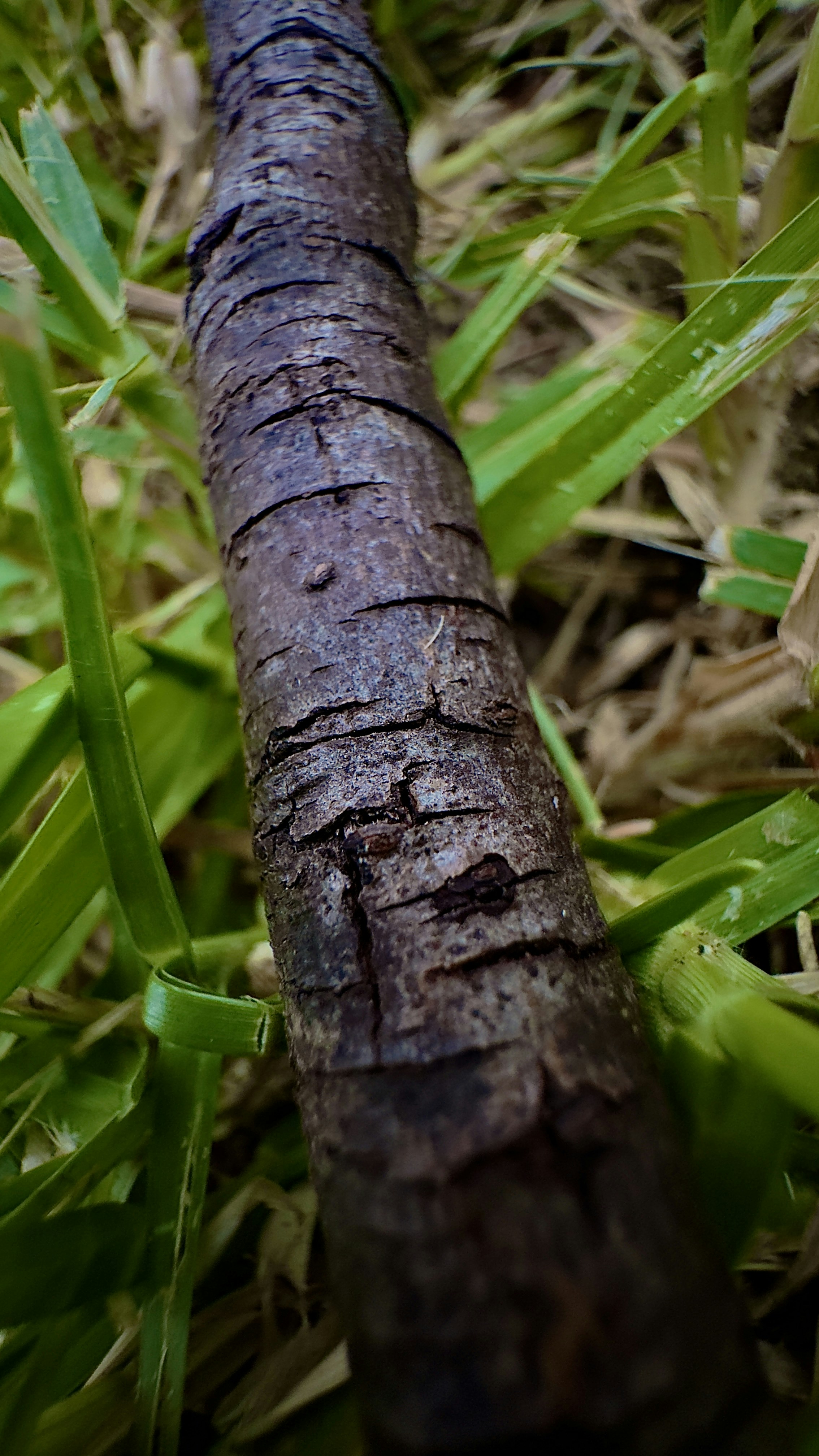 Cracked Bark Thread Wending Through a Field of Grass