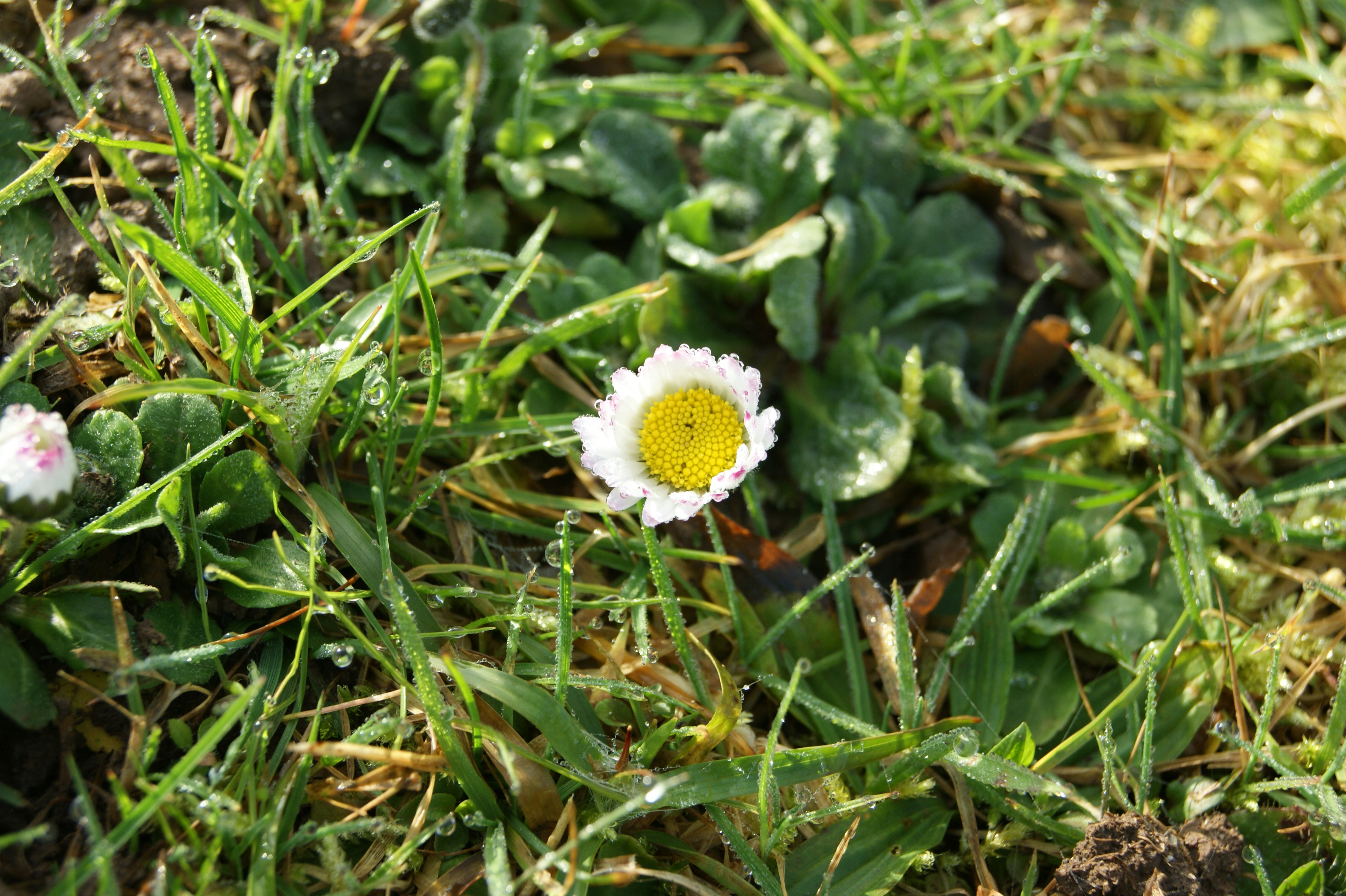 Tiny Daisy Amid Grass: A Quiet Close‑Up in Morning Light