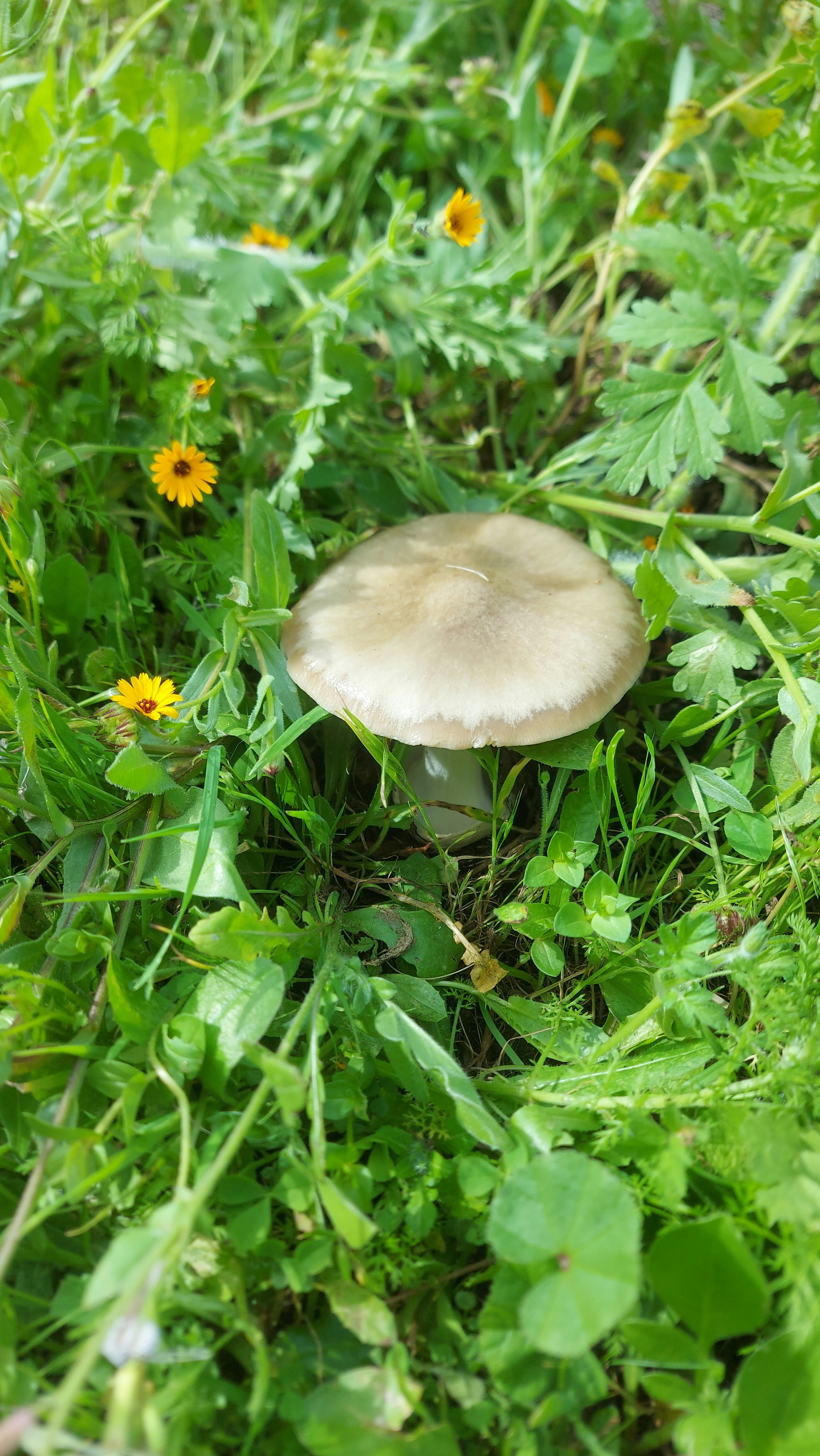 Beige-Capped Mushroom Nestled in a Verdant Mat with Tiny Orange Blooms