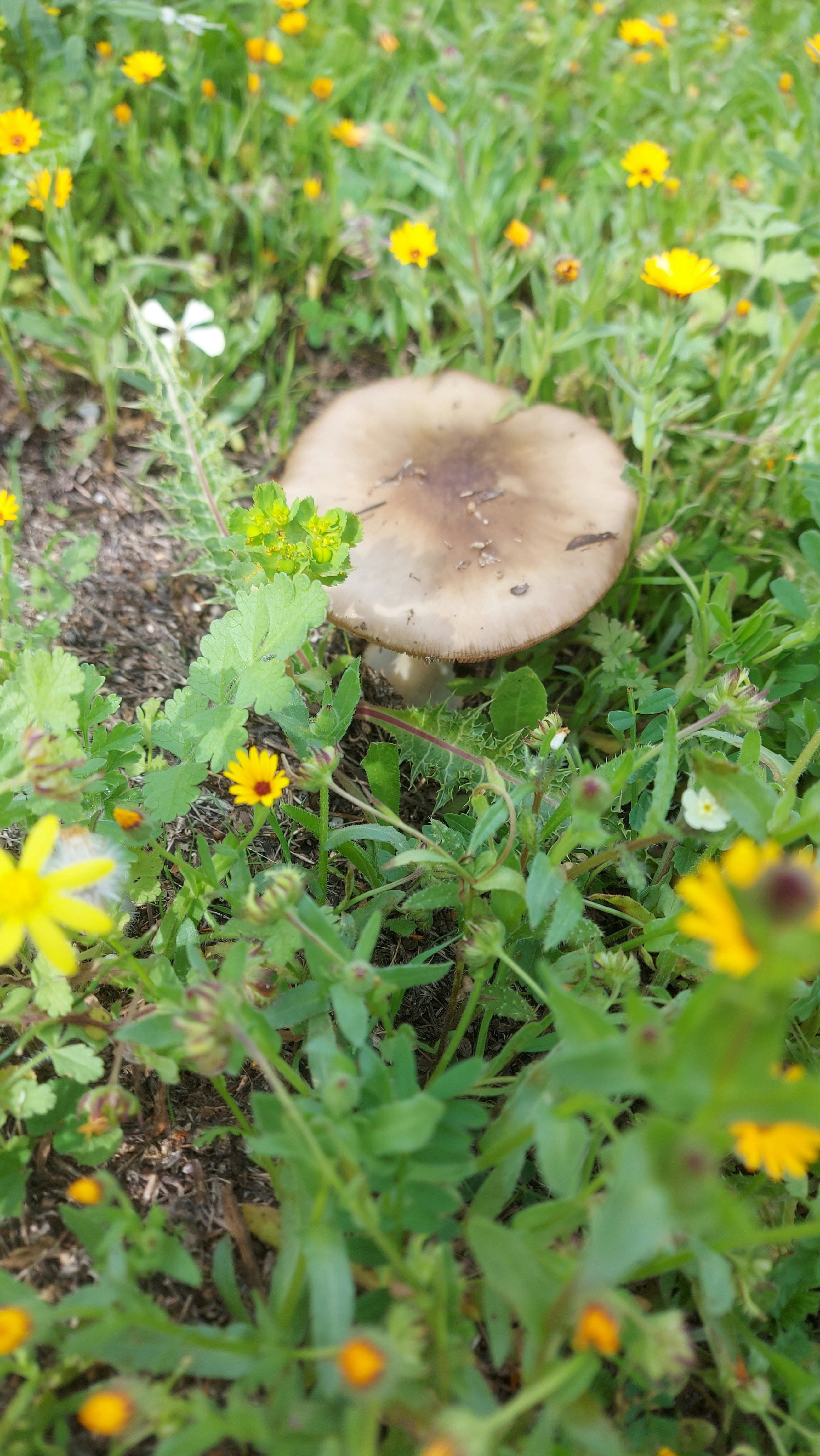 Earthbound Mushroom Crowned by a Meadow of Sunlit Yellow Wildflowers