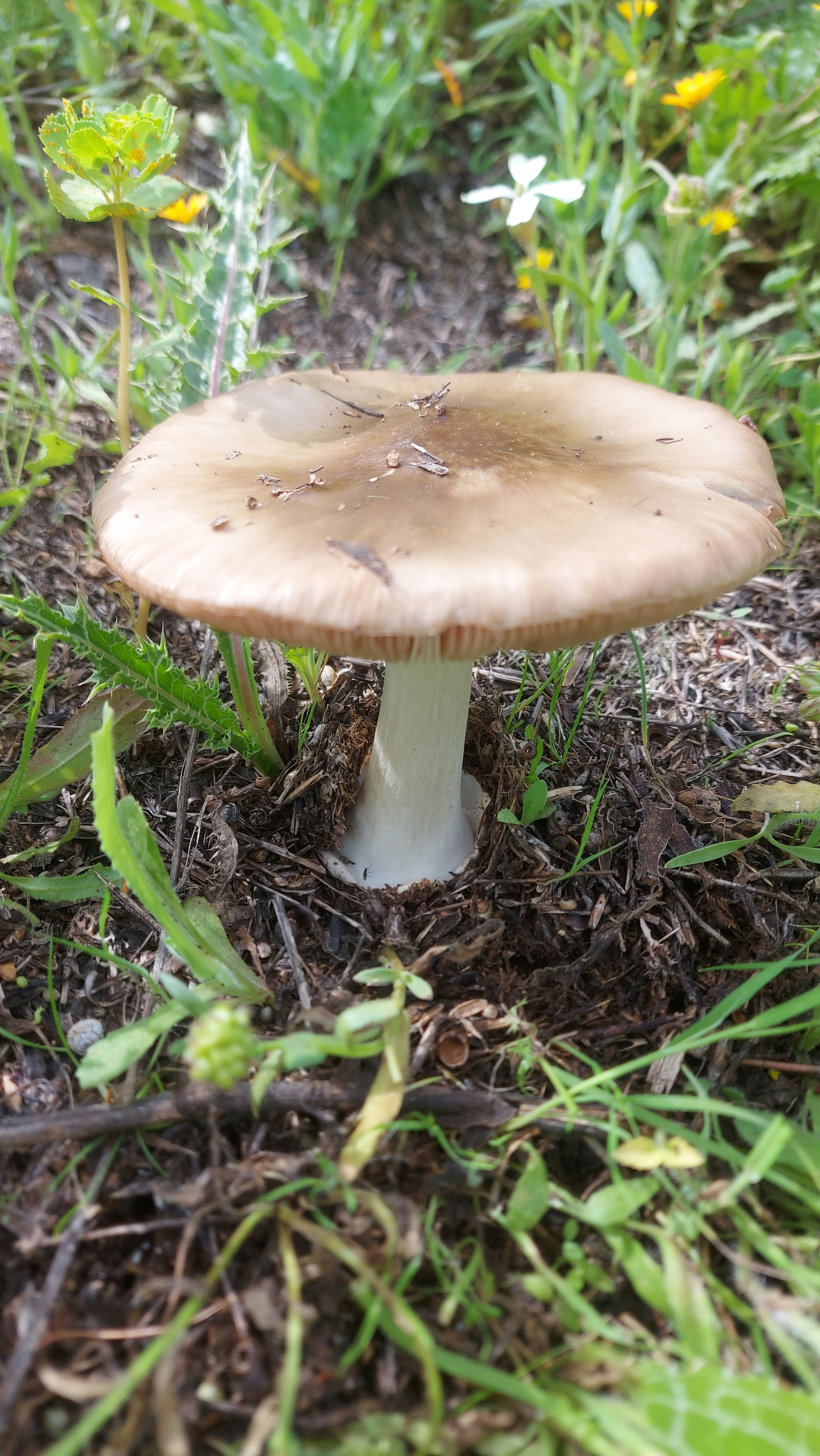 Meadow Sentinel: A Brown-Capped Mushroom Emerges from Mulch