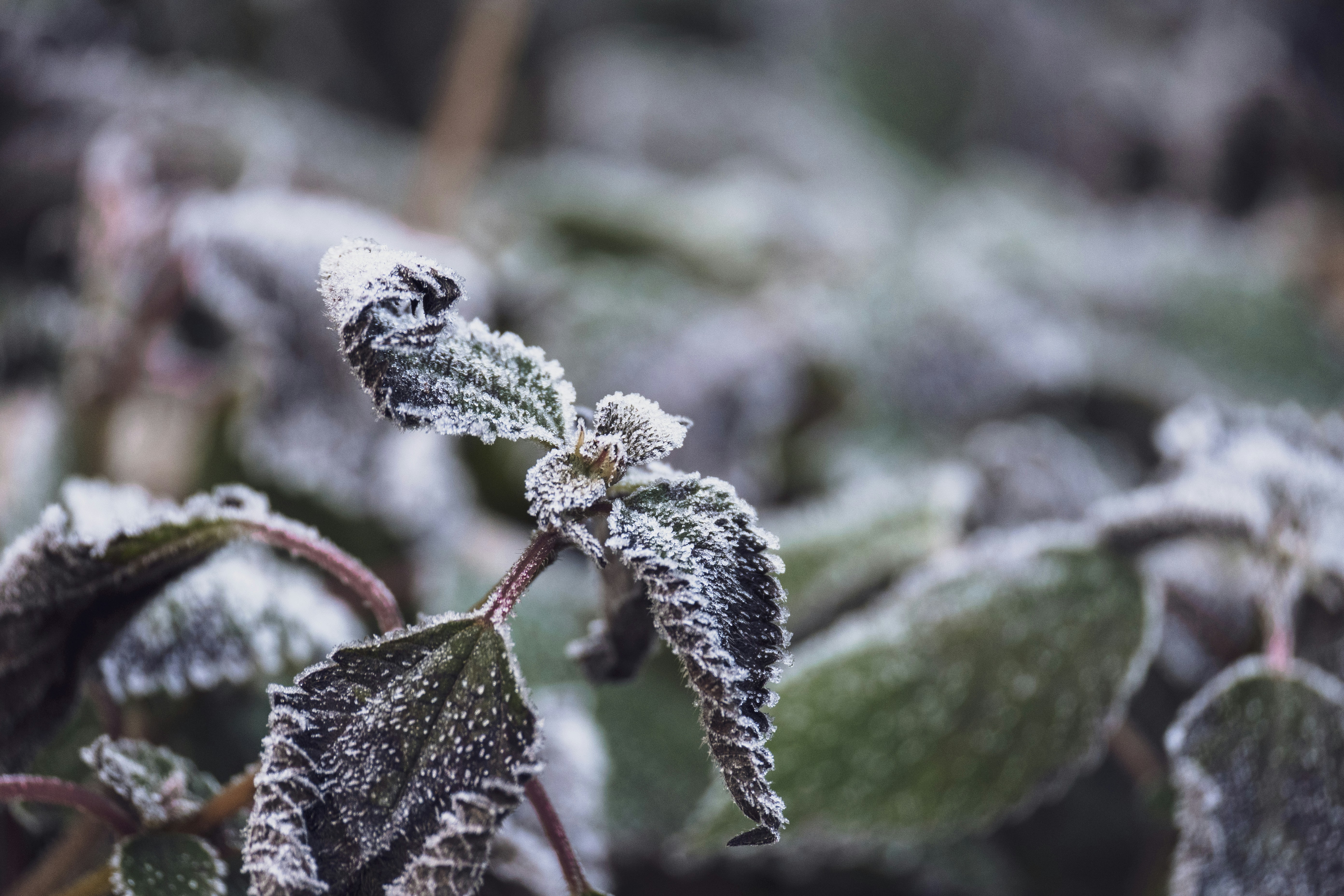 A close up of a plant with frost on it photo – Free Grey Image on Unsplash