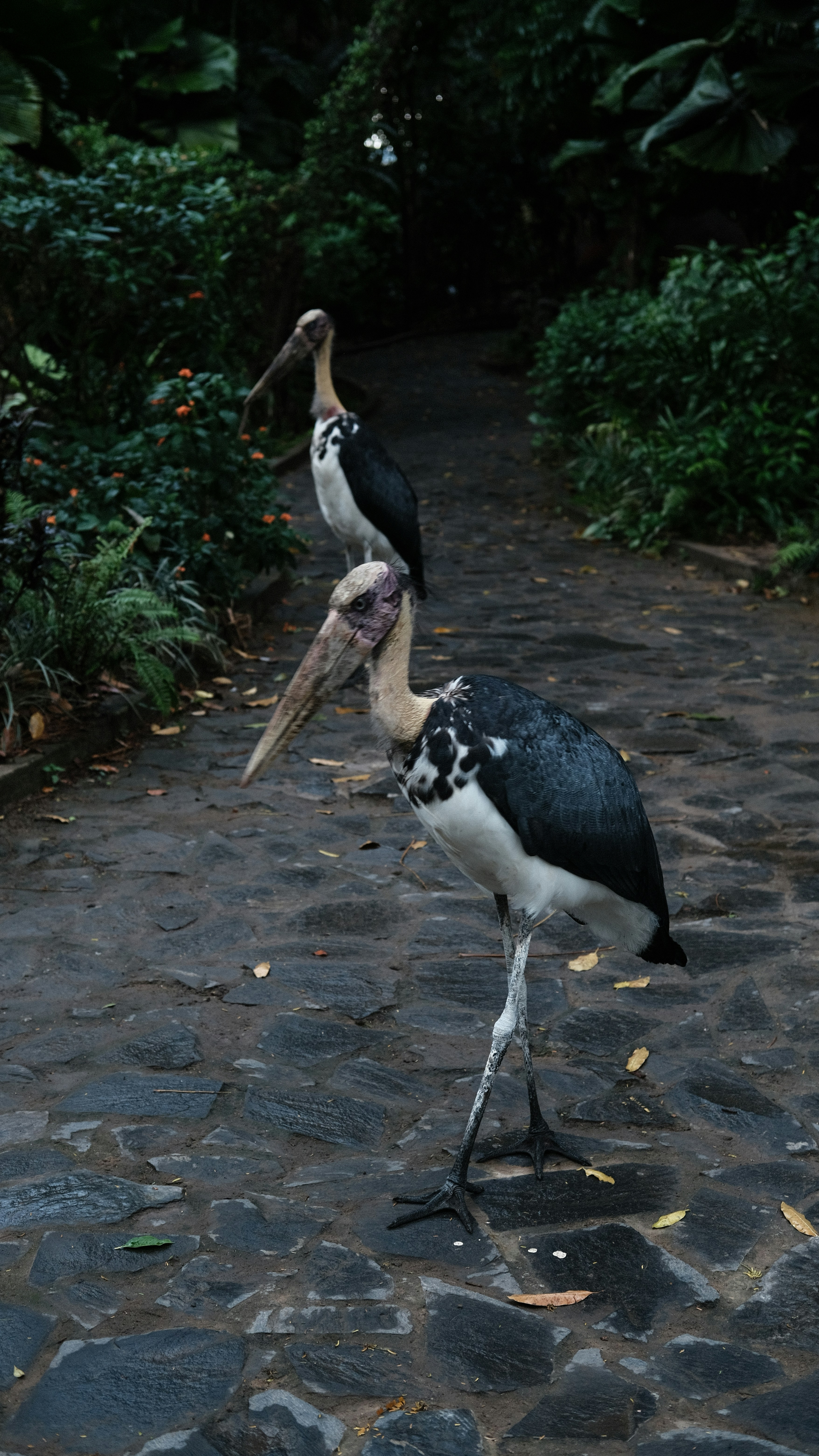 Cobblestone Garden Path Crossing: Two Marabou Storks in Dappled Light