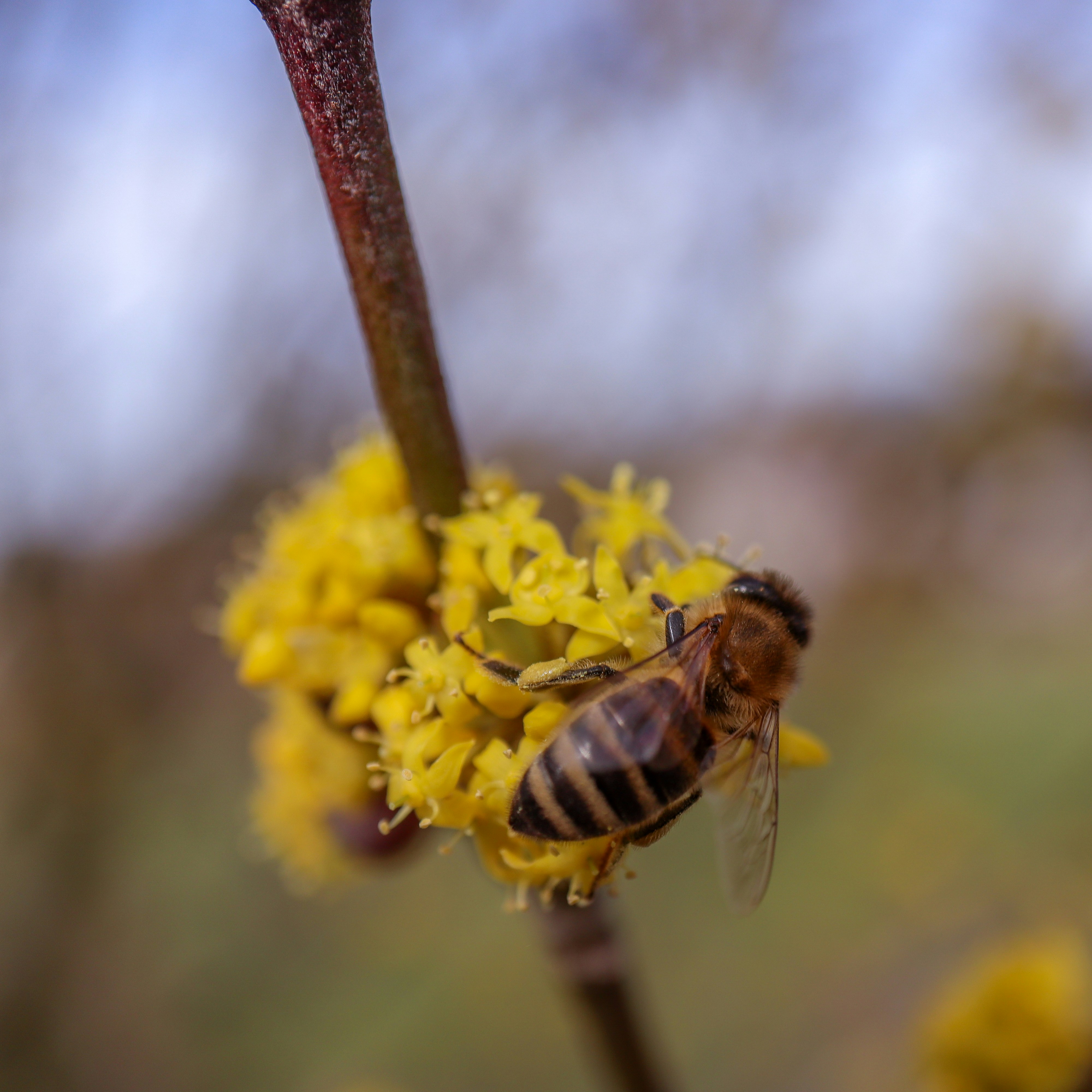 Buzz at the Yellow Pulse: A Bee Harvests Nectar from a Spring Bud