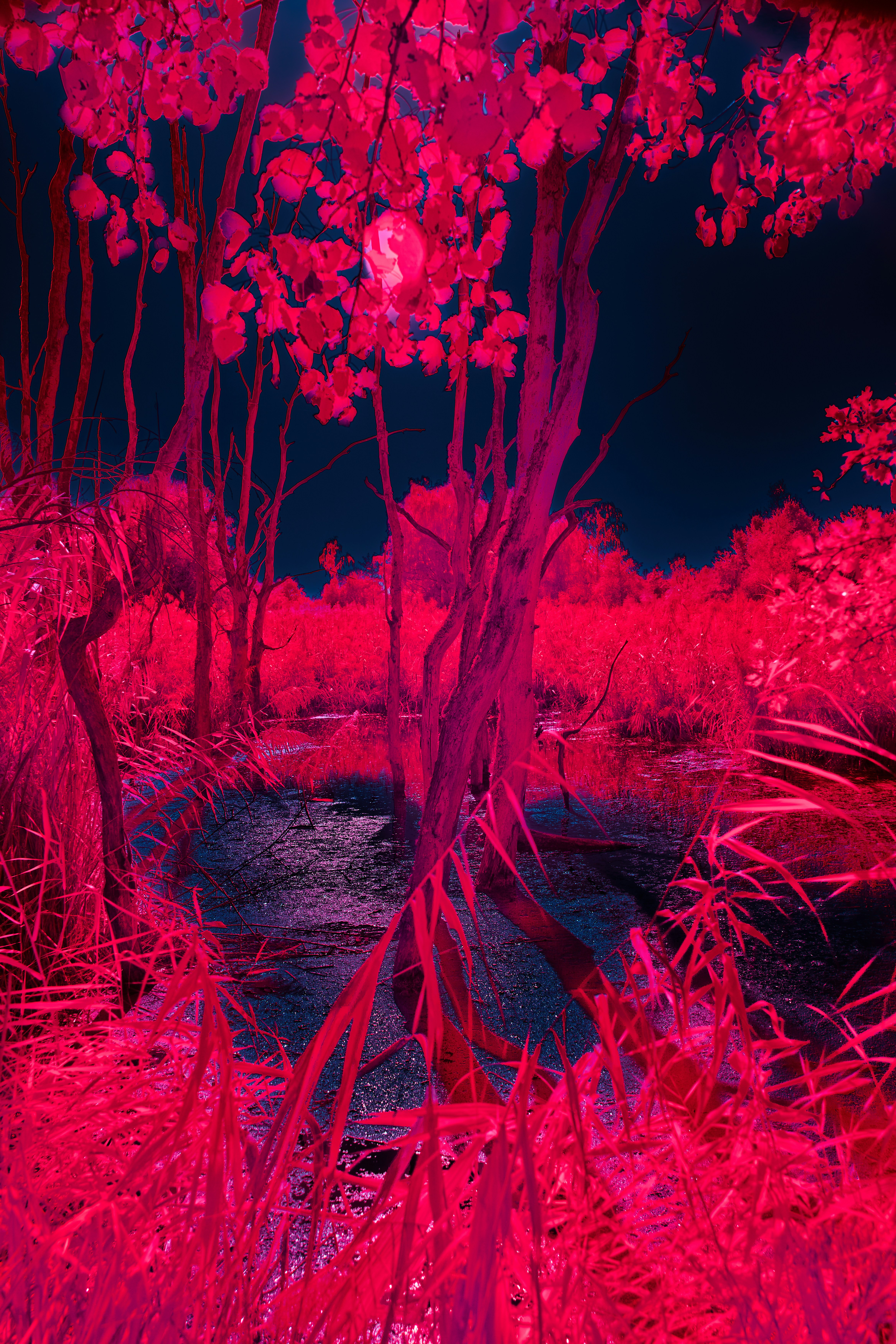 Une image infrarouge rouge d’un arbre dans une forêt photo – Image ...