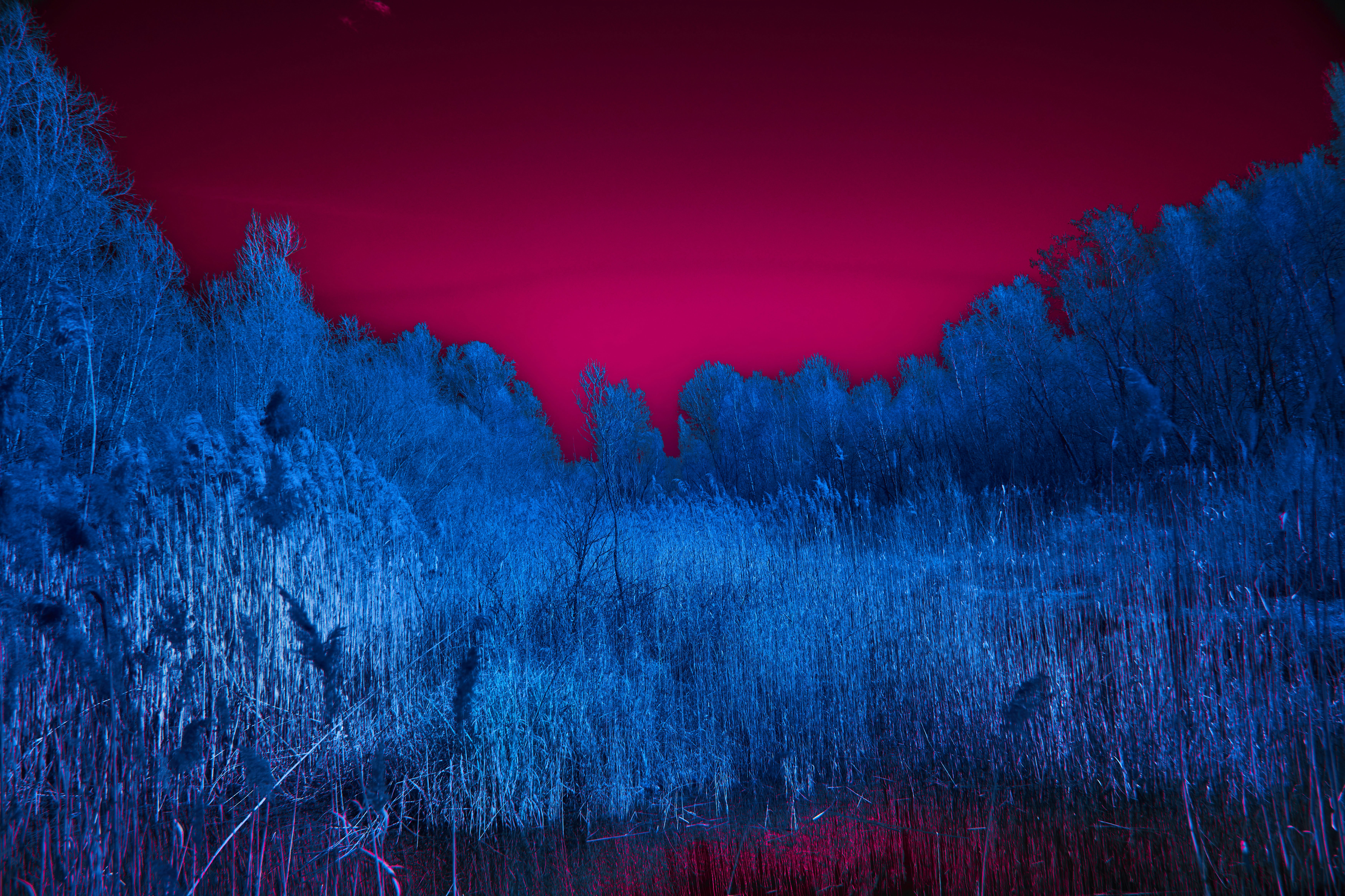 A red and blue photo of a forest photo – Free Blue Image on Unsplash