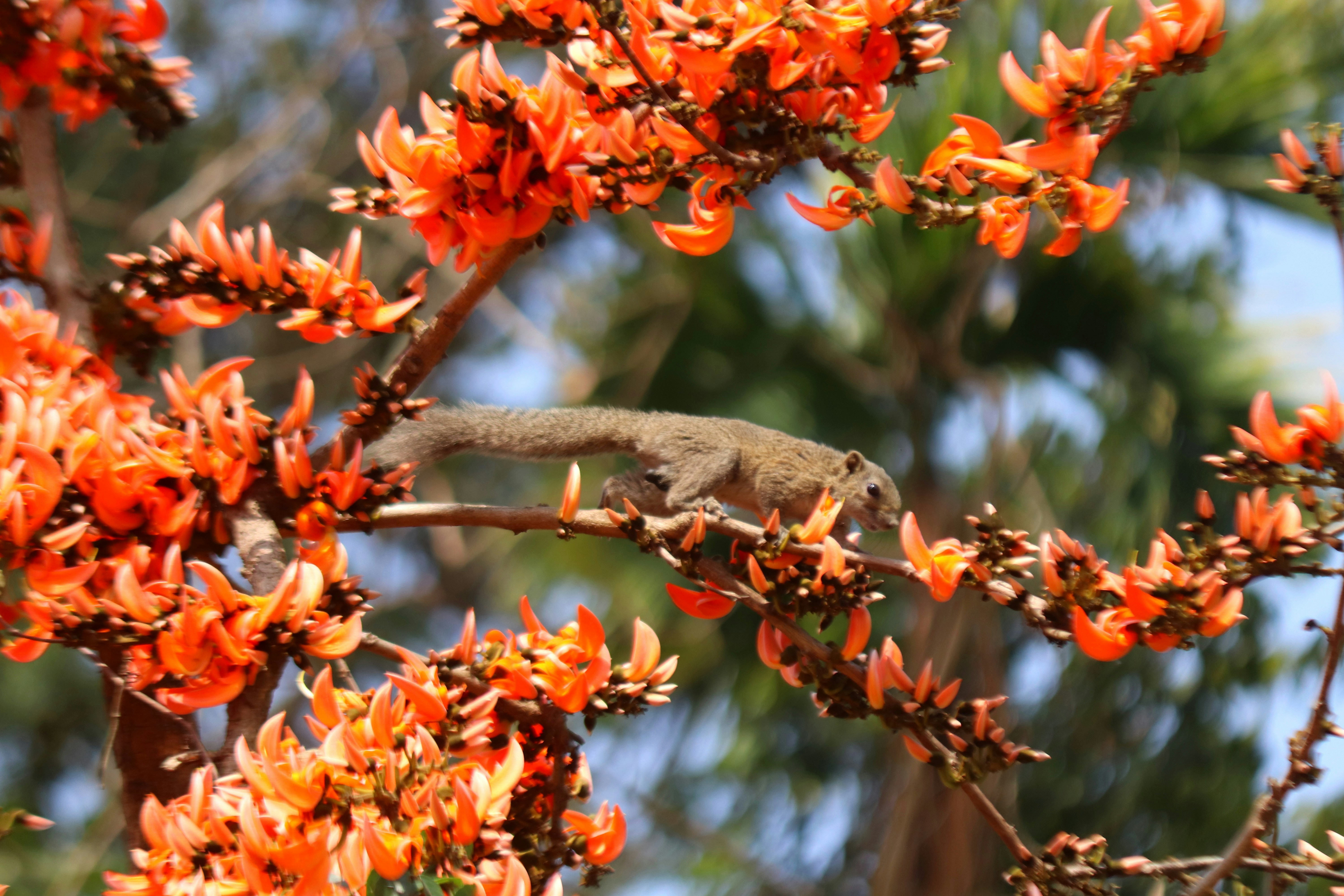 Tiny Migrant on Fiery Branches