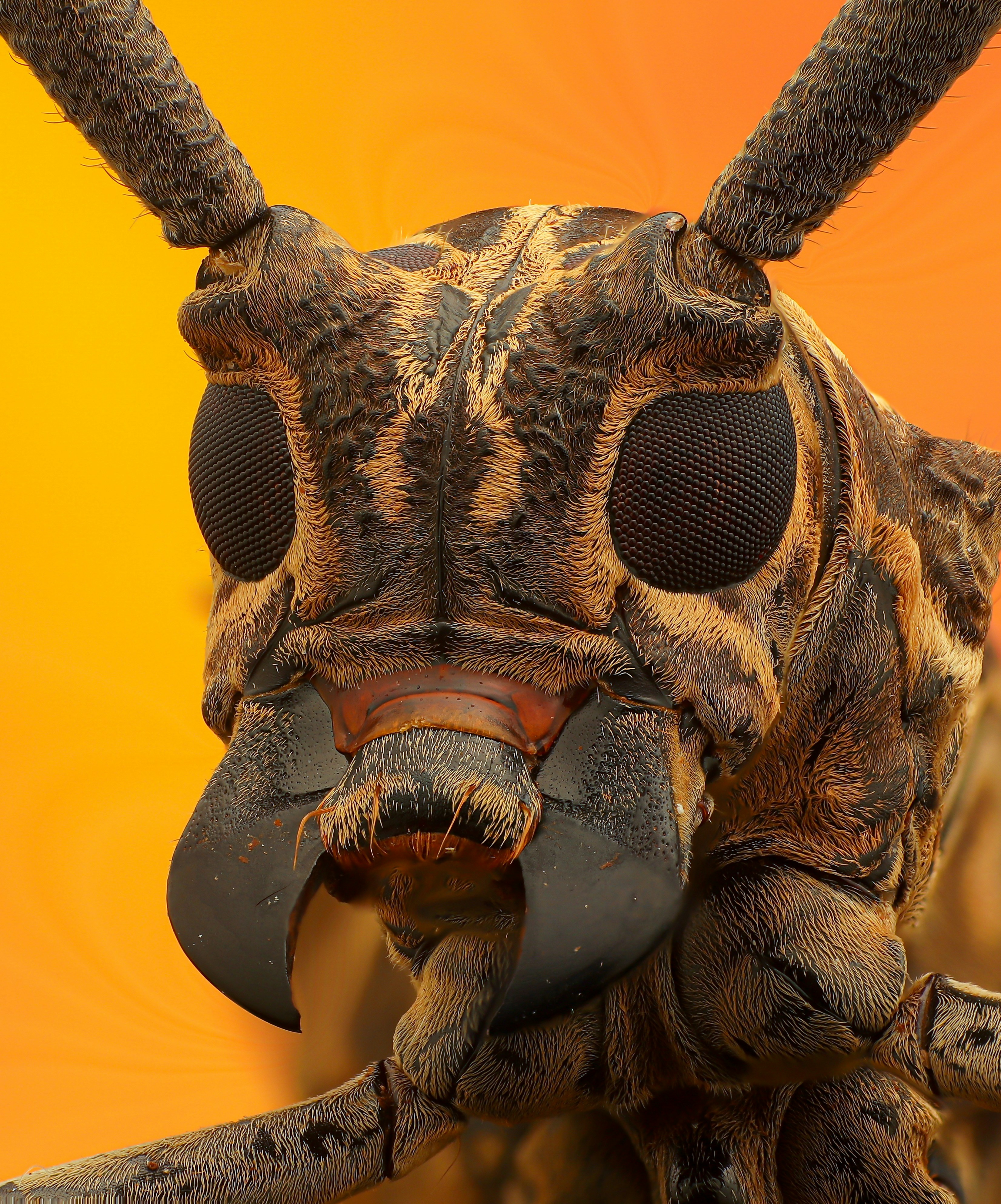 A close up of a strange looking insect photo – Free Andrena Image on ...