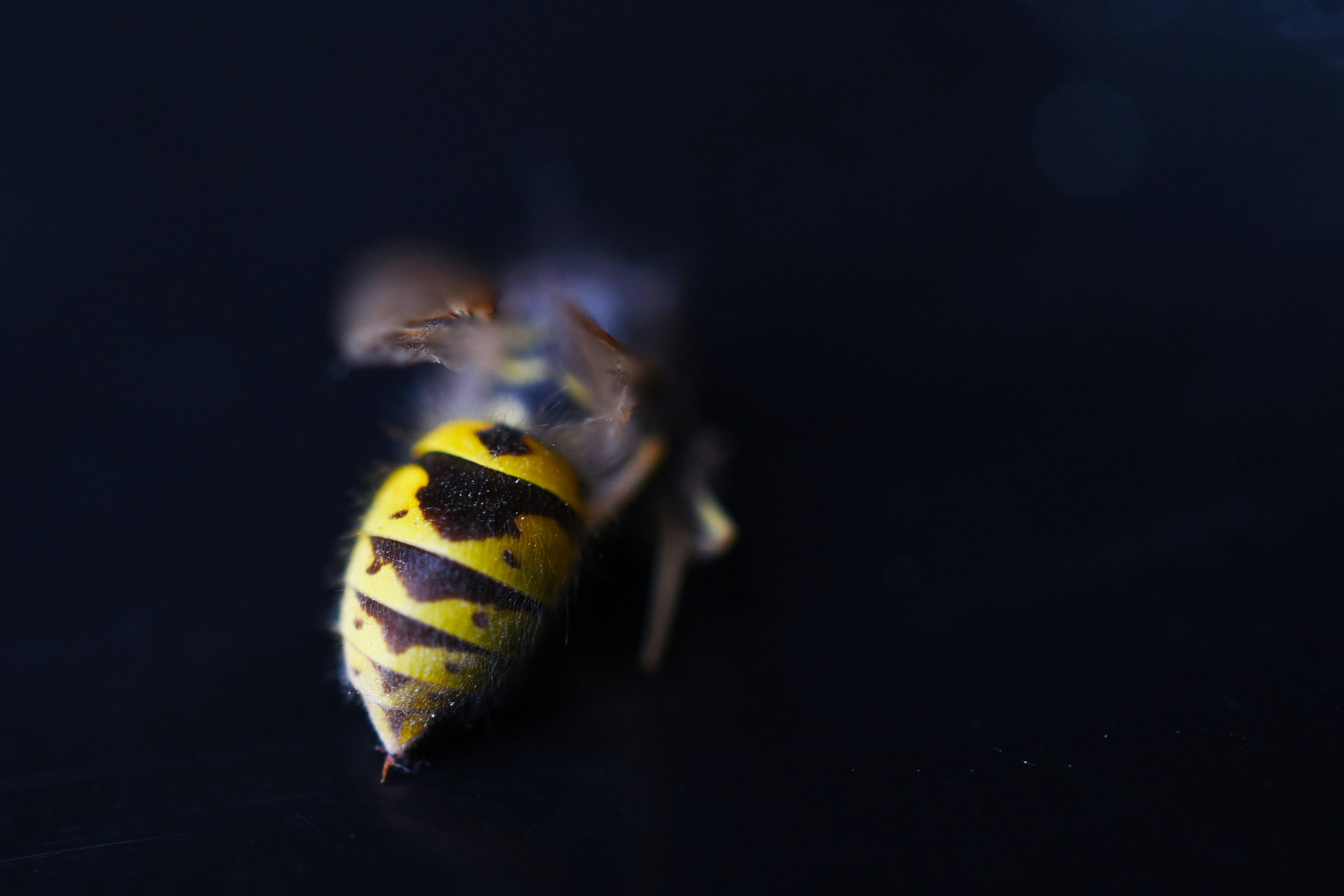 Close-up view of a wasp showcasing its distinctive yellow and black stripes against a dark background.