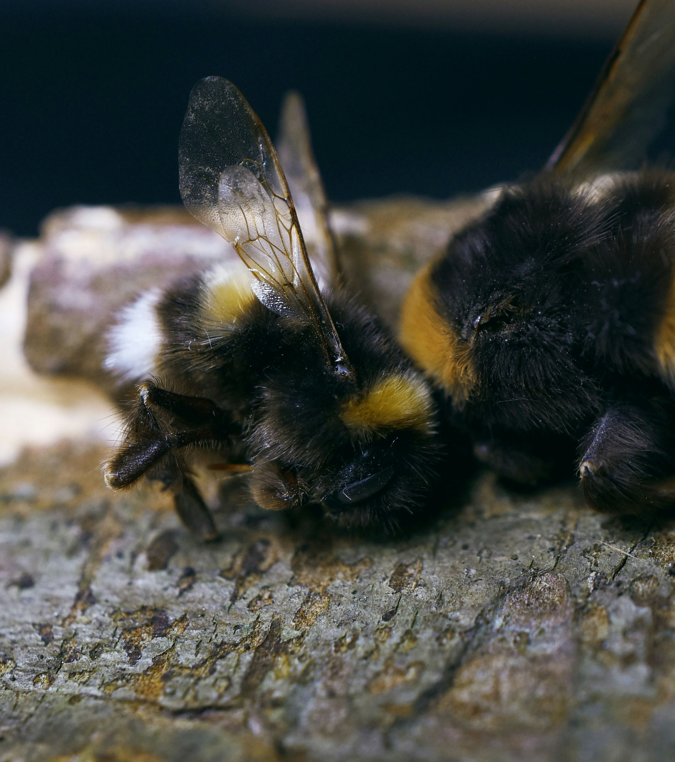 Photo by Julia Fiander with Nikon D810