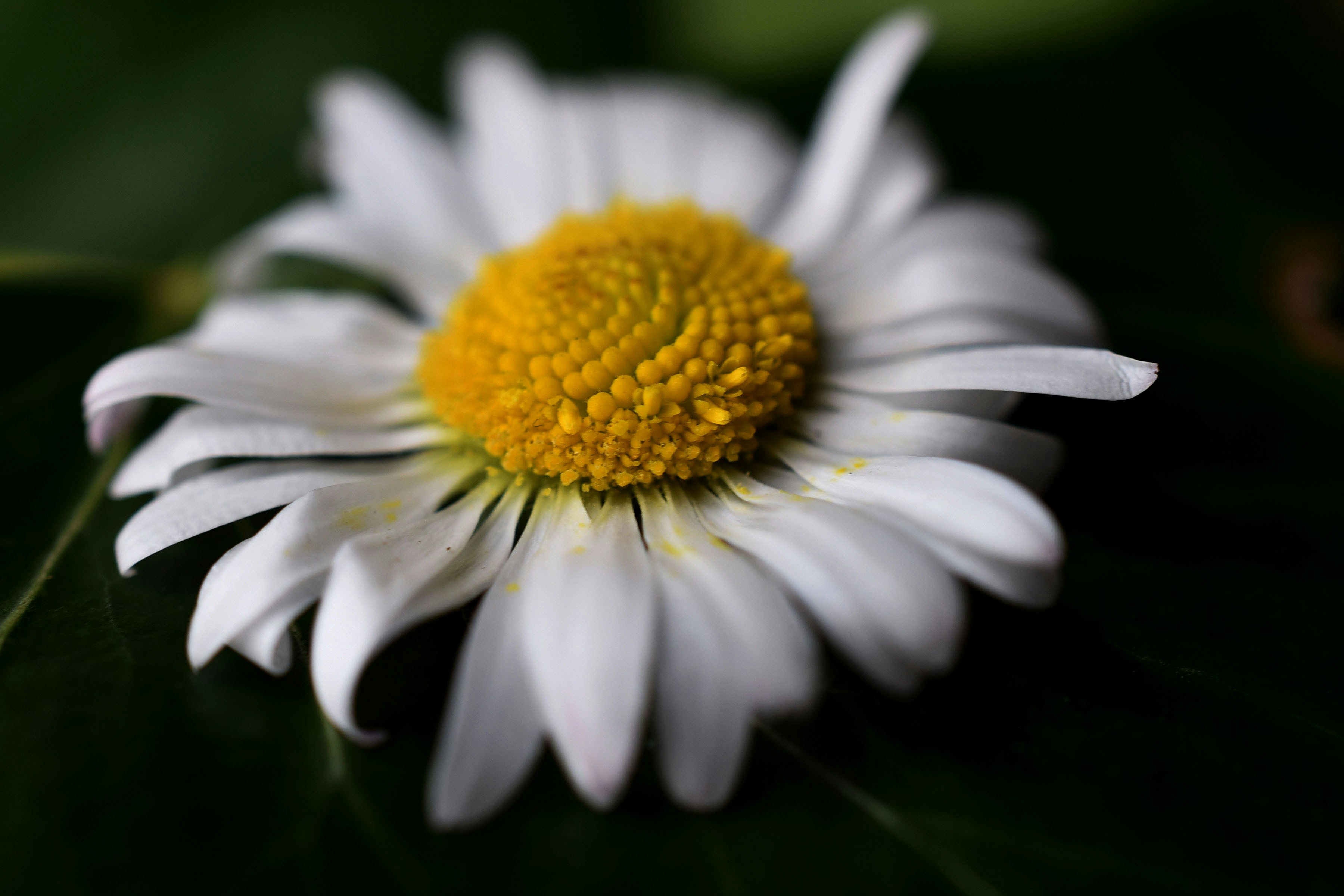 A close up of a white flower with a yellow center photo – Free Flower Image on Unsplash